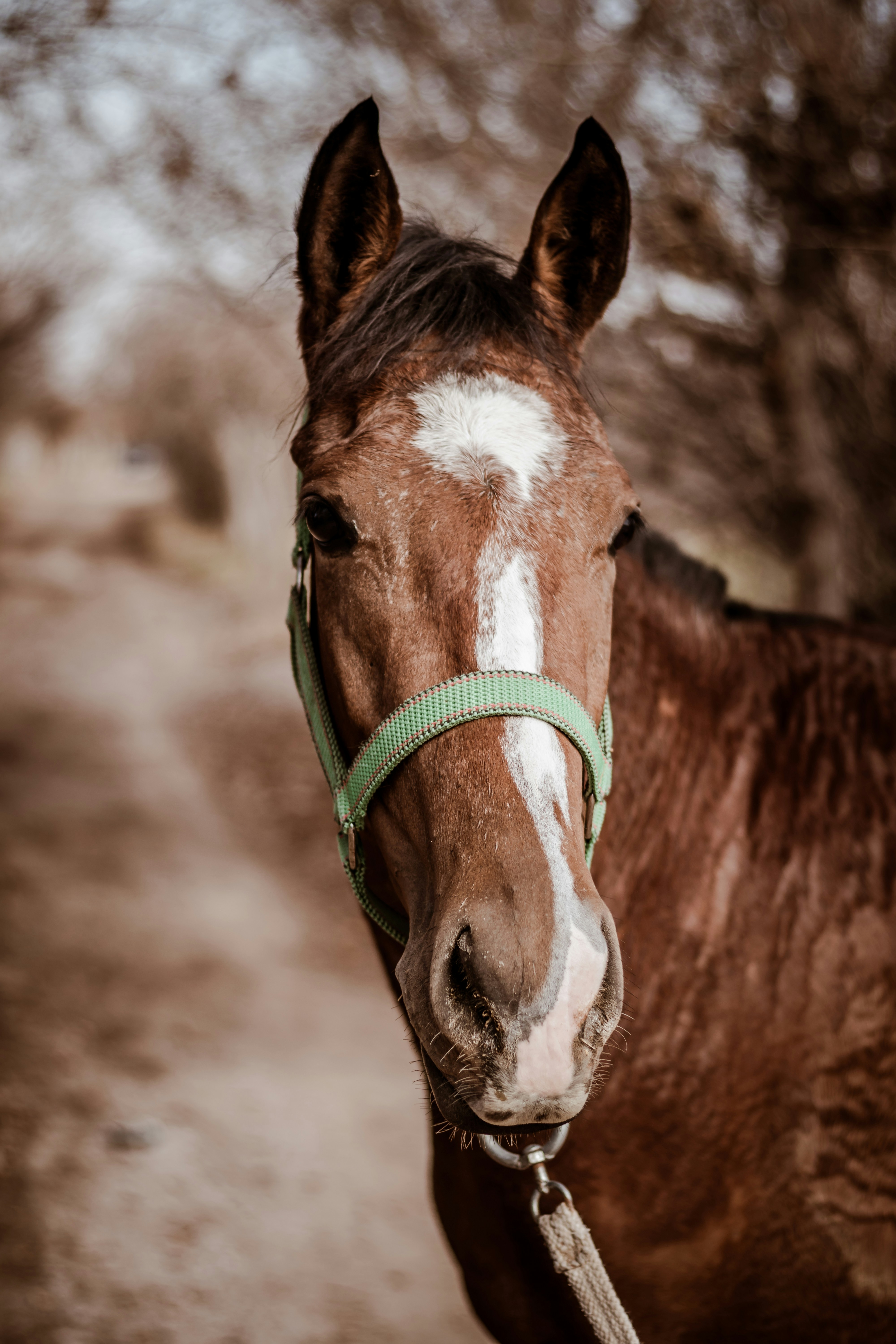 brown and white horse in close up photography during daytime