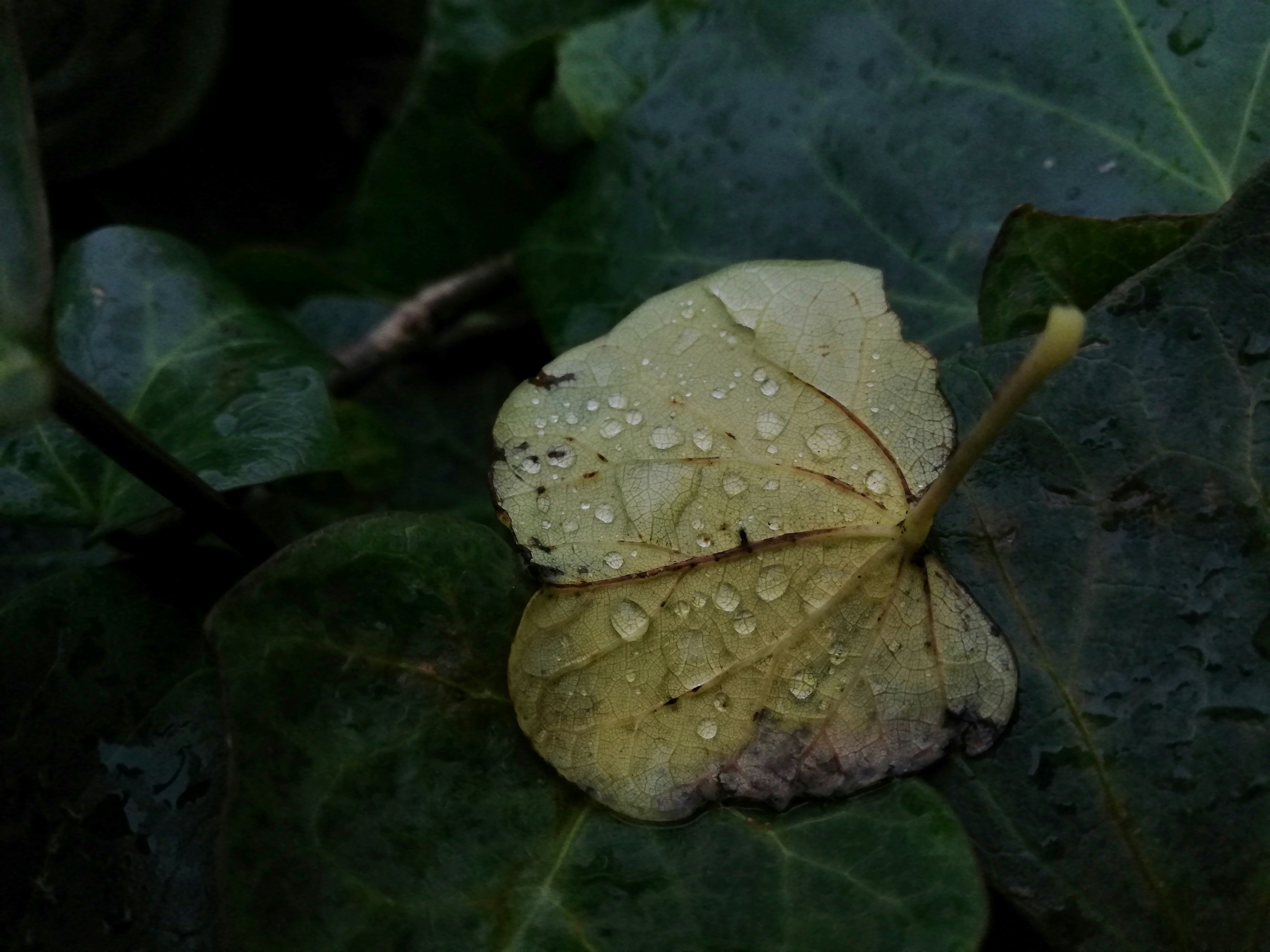 Dew-kissed yellow leaf resting on a bed of lush green foliage, showcasing the delicate interplay of nature's elements.