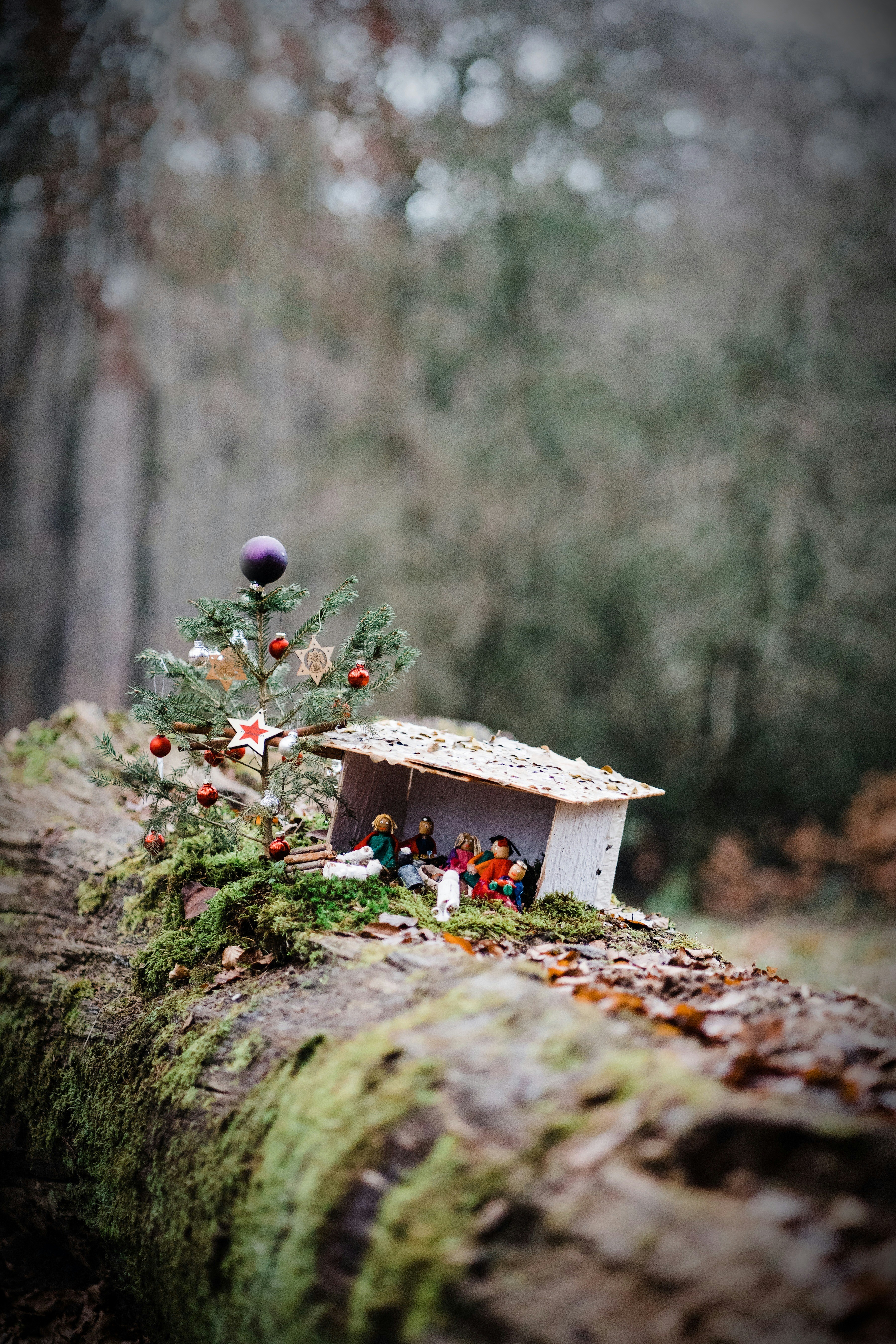 Whispers of a Woodland Celebration