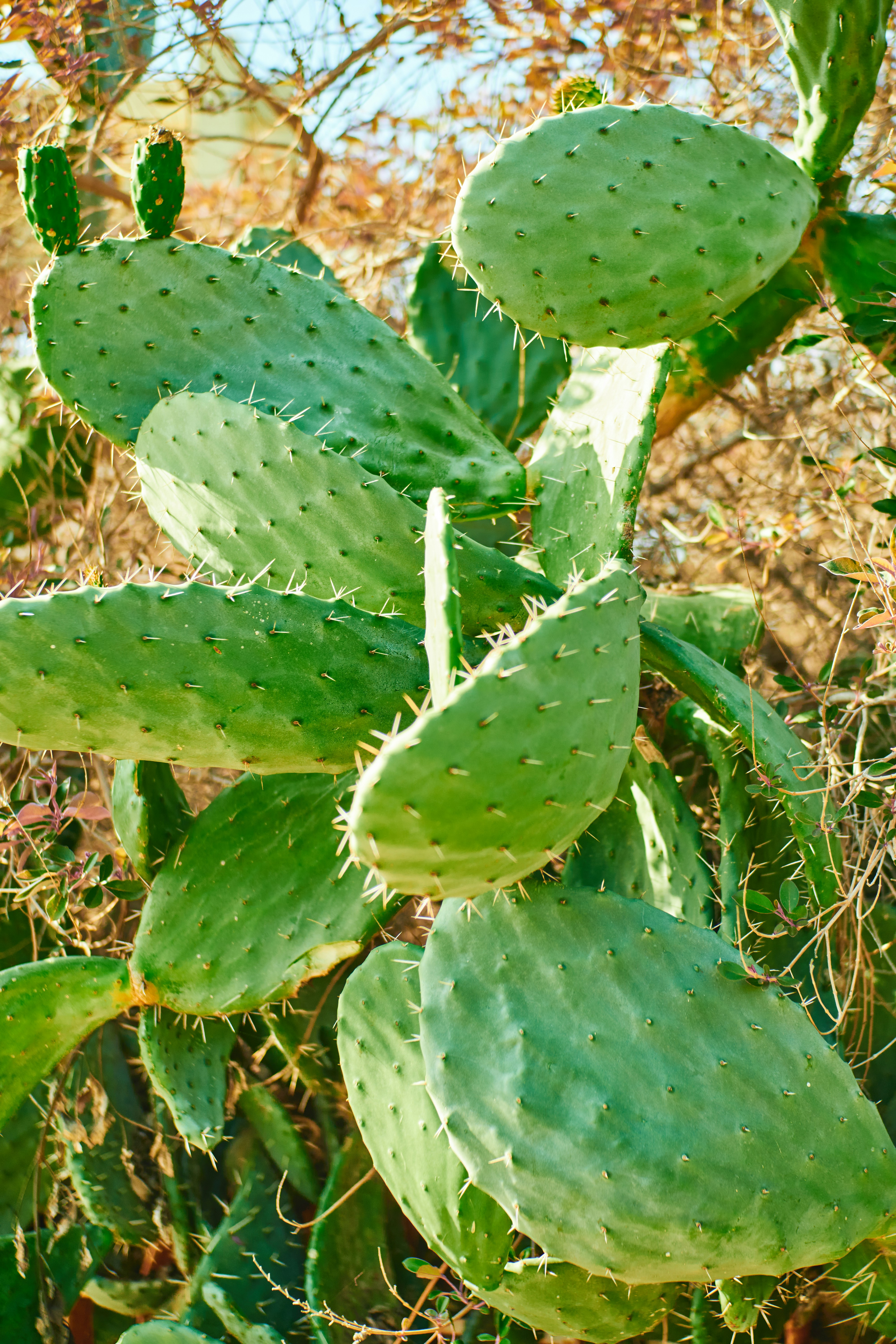 Close-up photograph of green prickly pear cactus pads with spines in bright desert sunlight. The image emphasizes texture and overlapping pads.