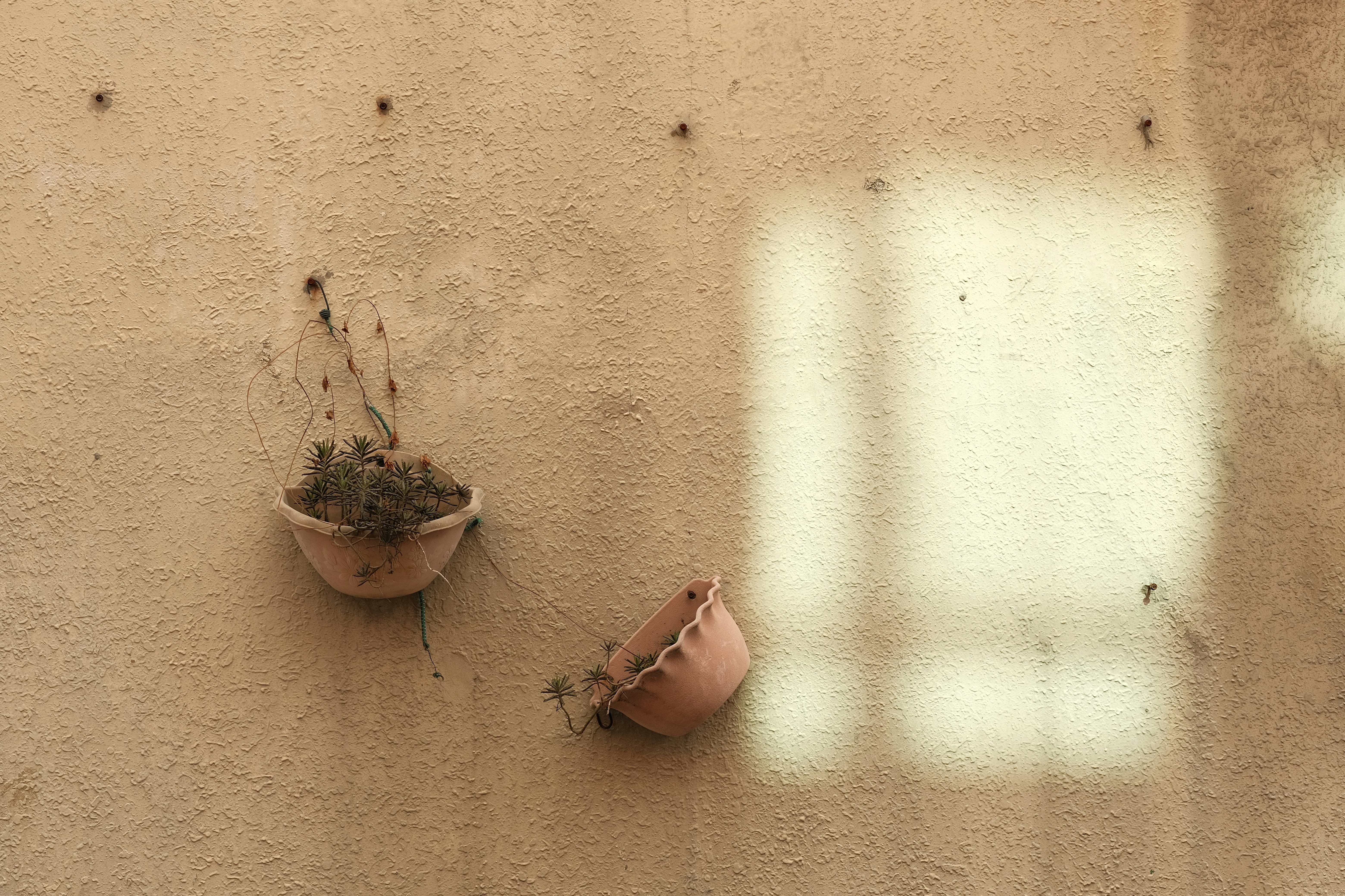 green cactus plant on brown clay pot