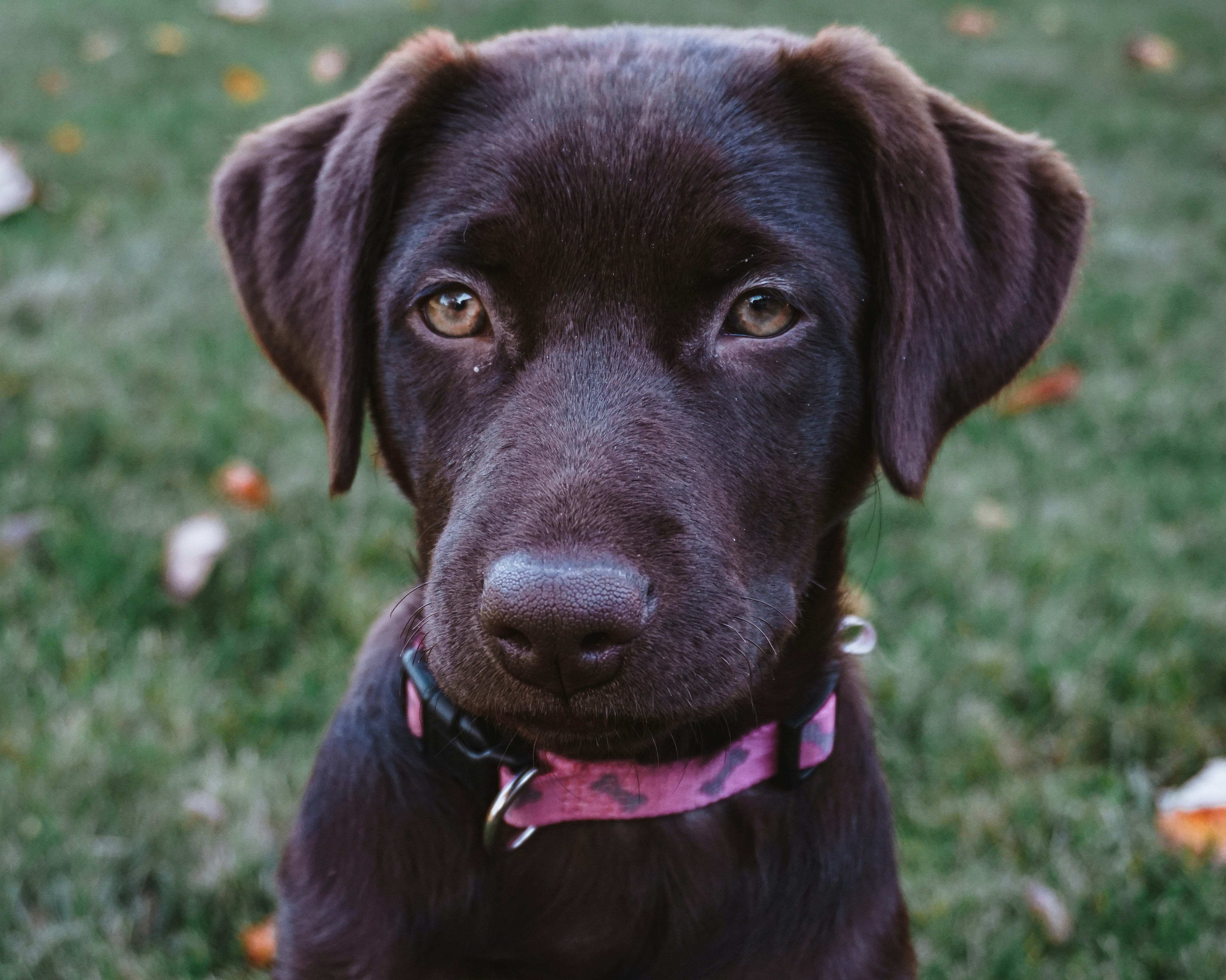 Are Labradors Protective