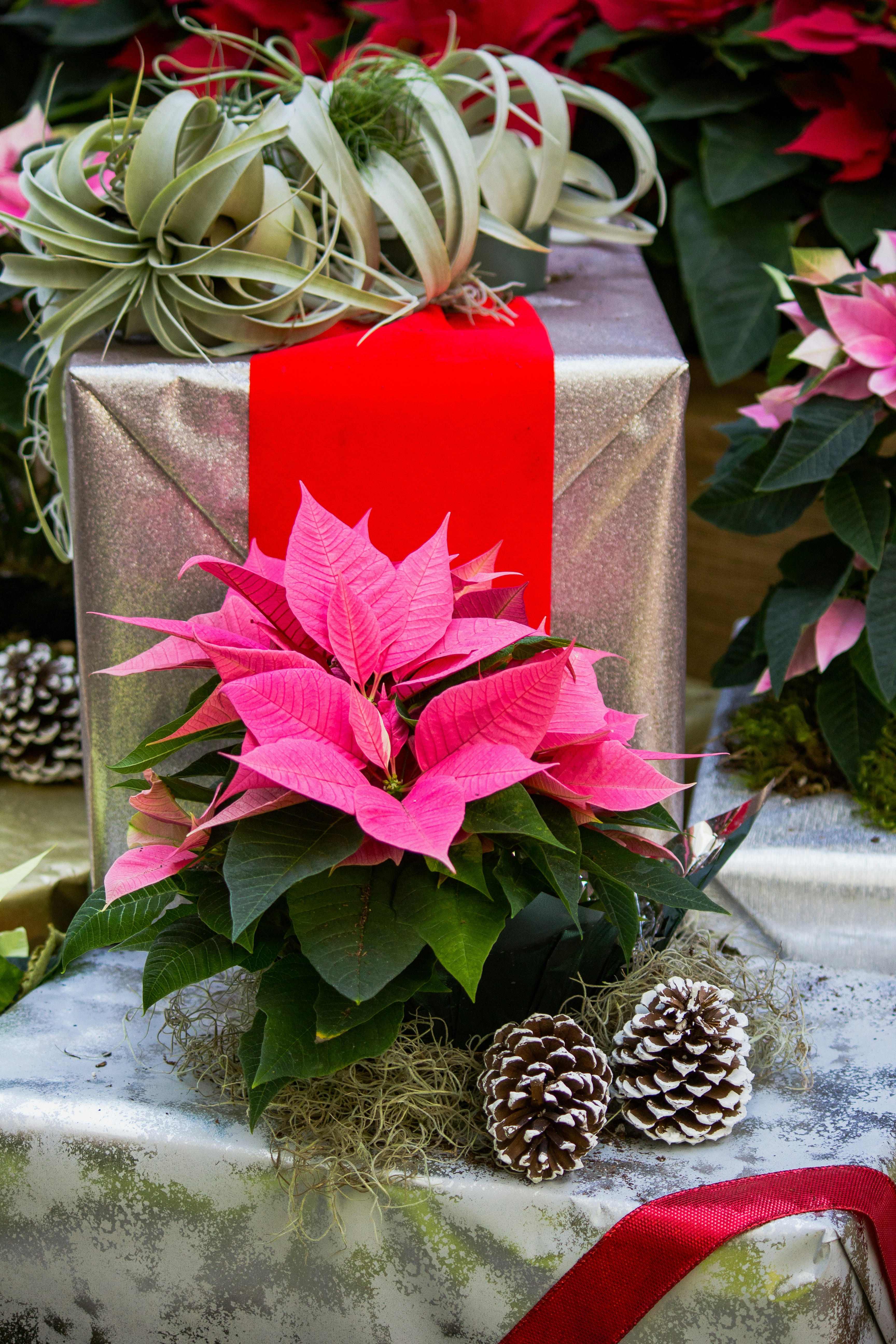 Pink Poinsettia Accord beneath a Shimmering Gift Box