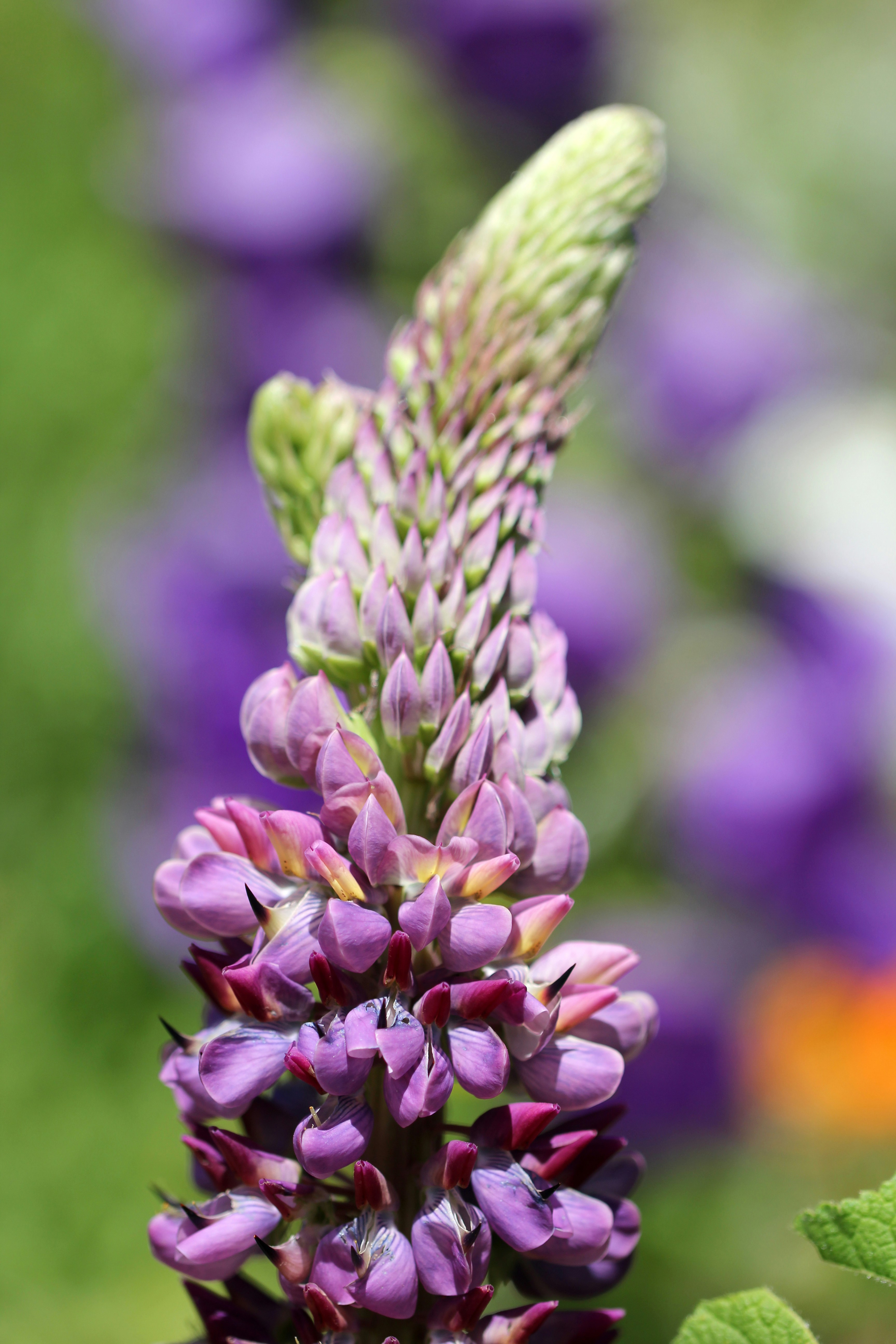 Purple Lupine Tower Reaching Toward Spring Light