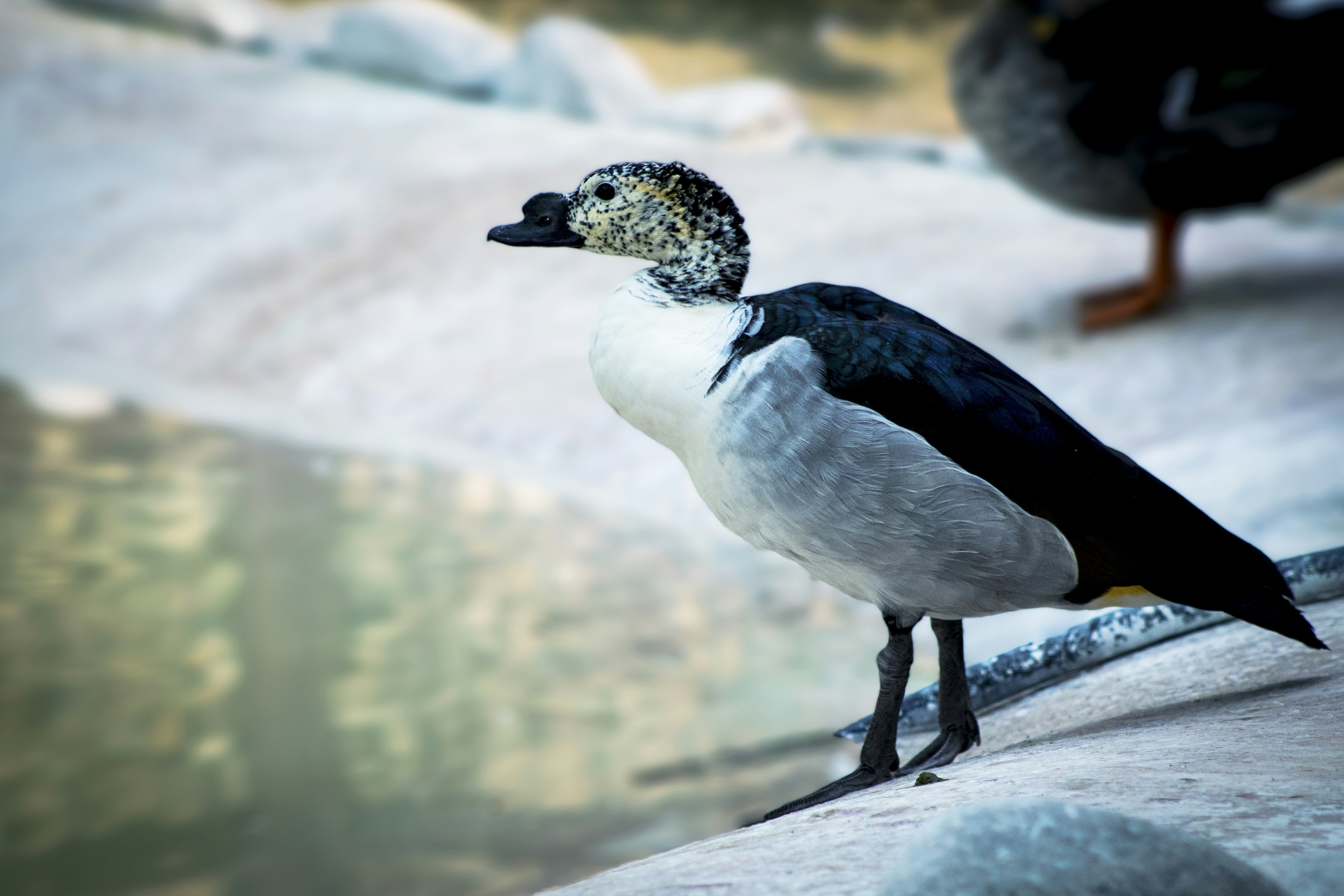 The Harbor Gull: A Silent Sentinel by the Shore