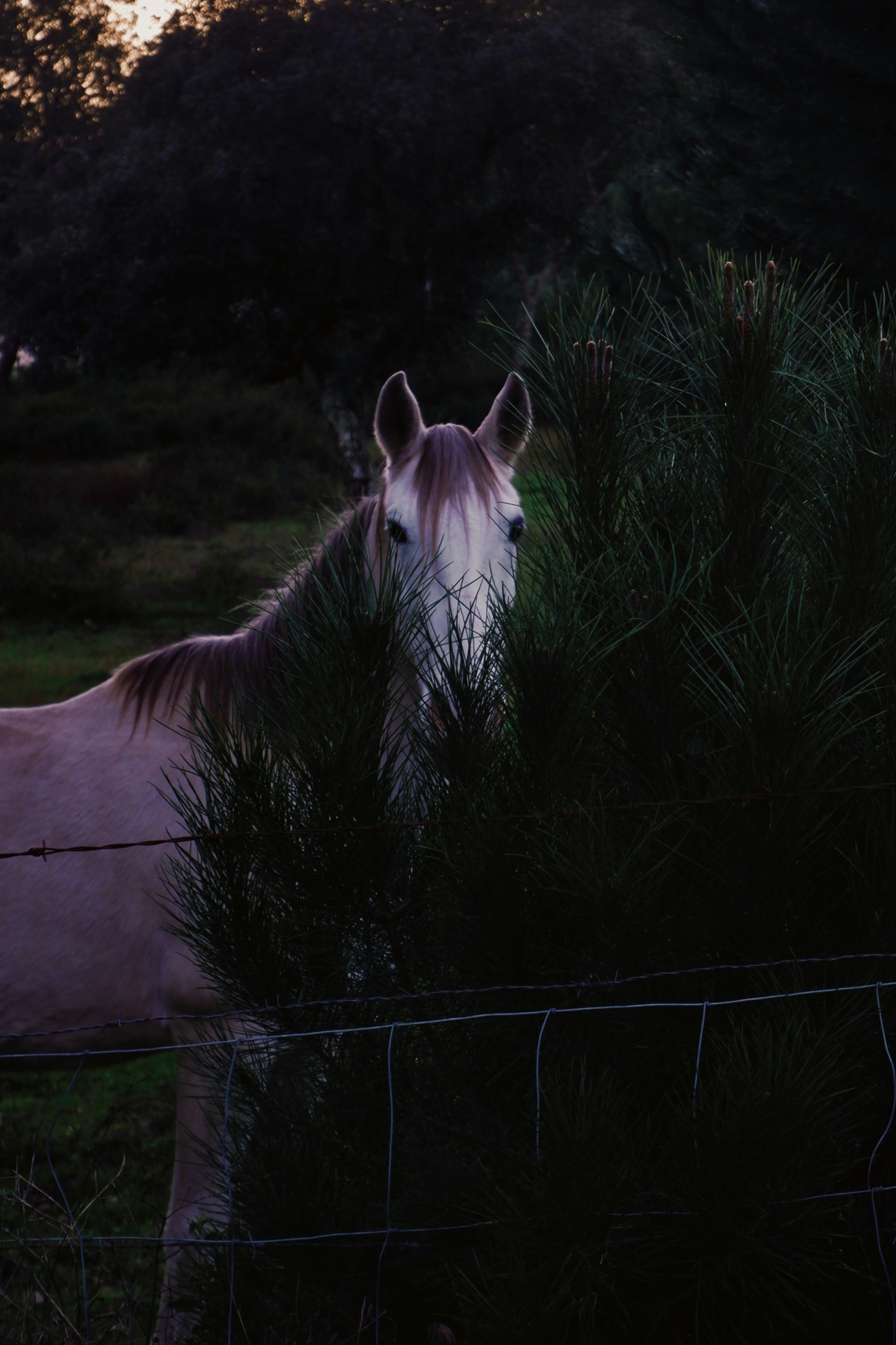 Dusk's Quiet Gaze Through Pine Veil: A White Horse Emerges