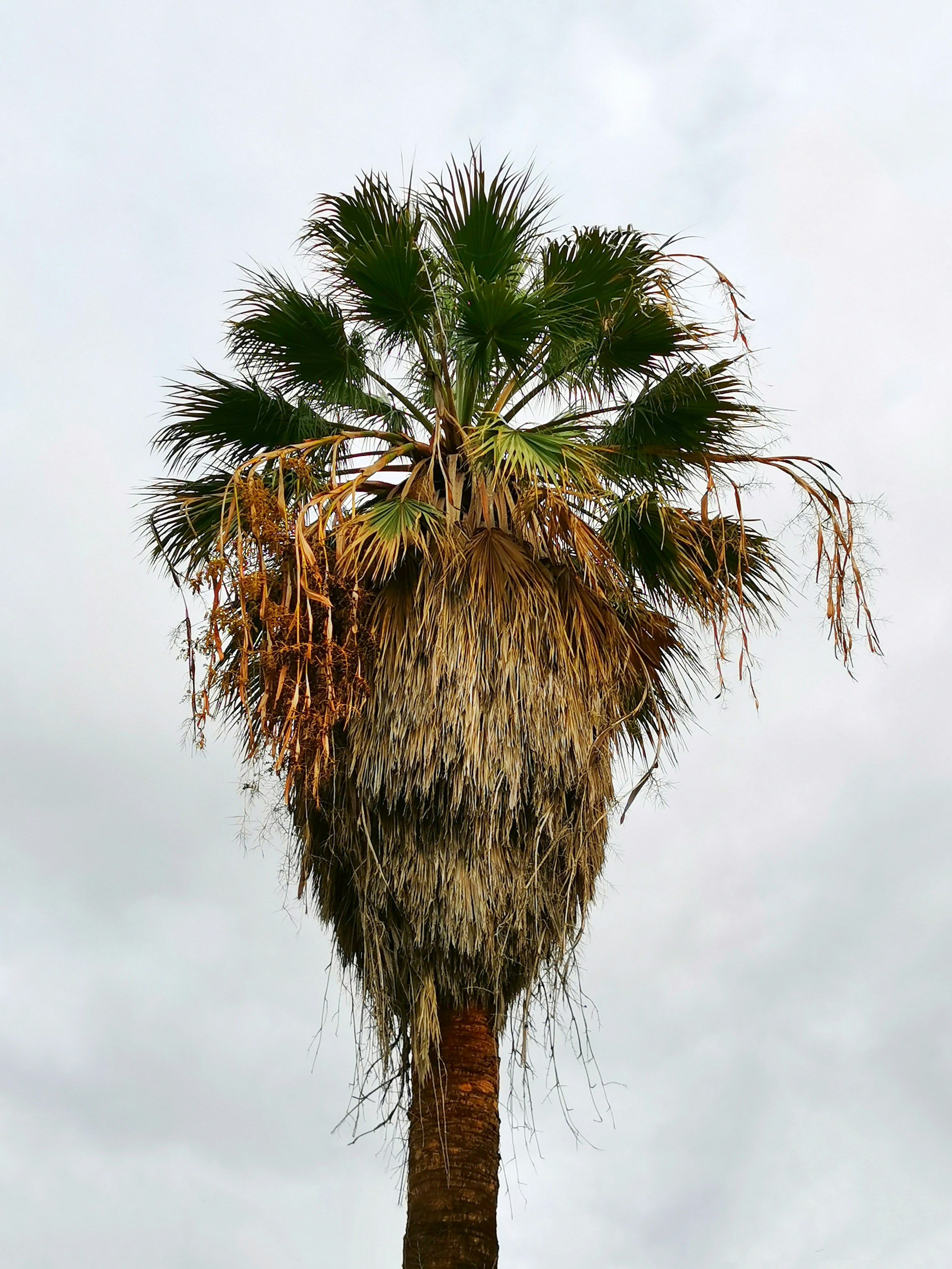 Photograph of a tall palm tree with dried, hanging fronds and a green crown against a pale, cloudy sky.
