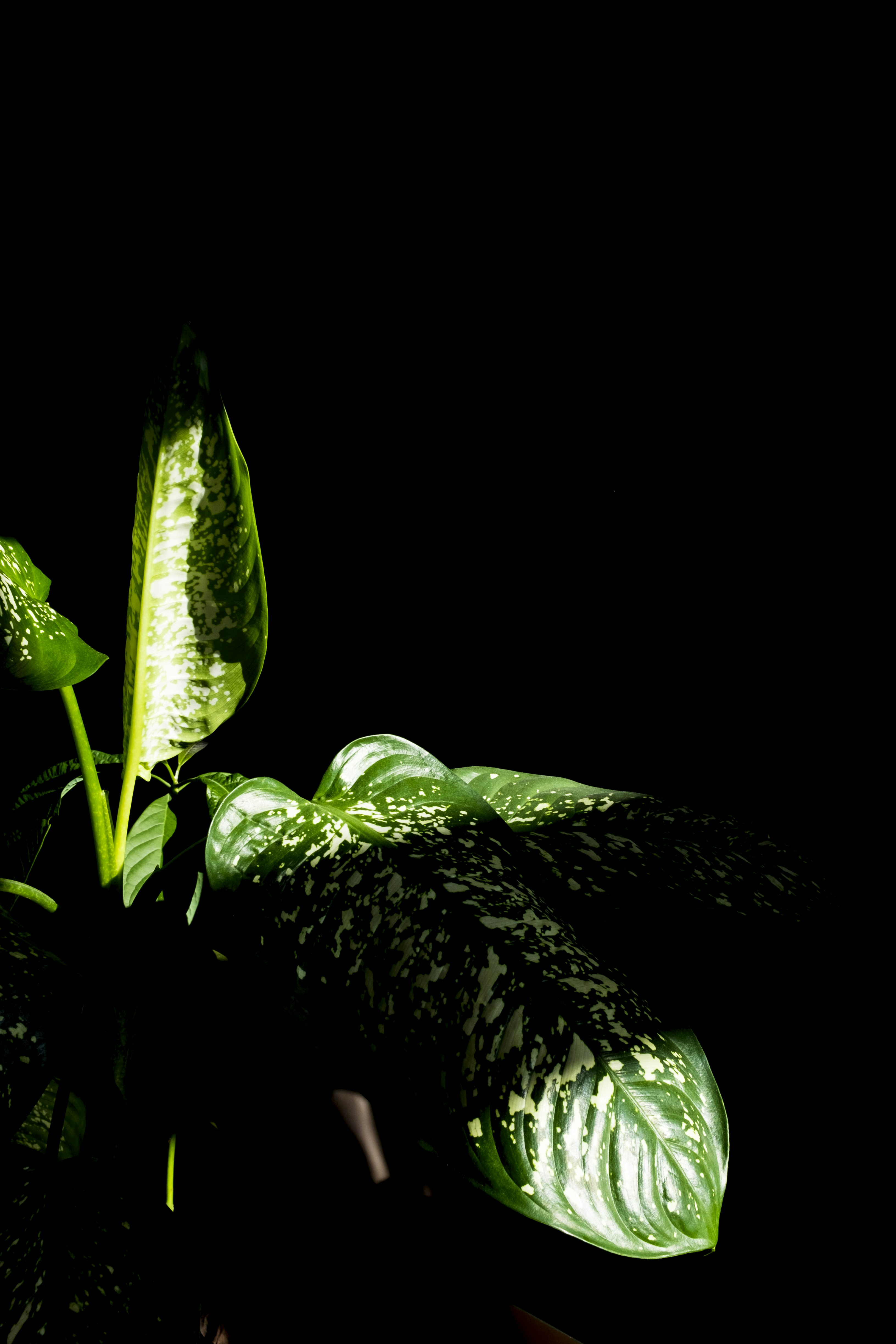 Spotlight on a Variegated Tropical Leaf Against Velvet Black