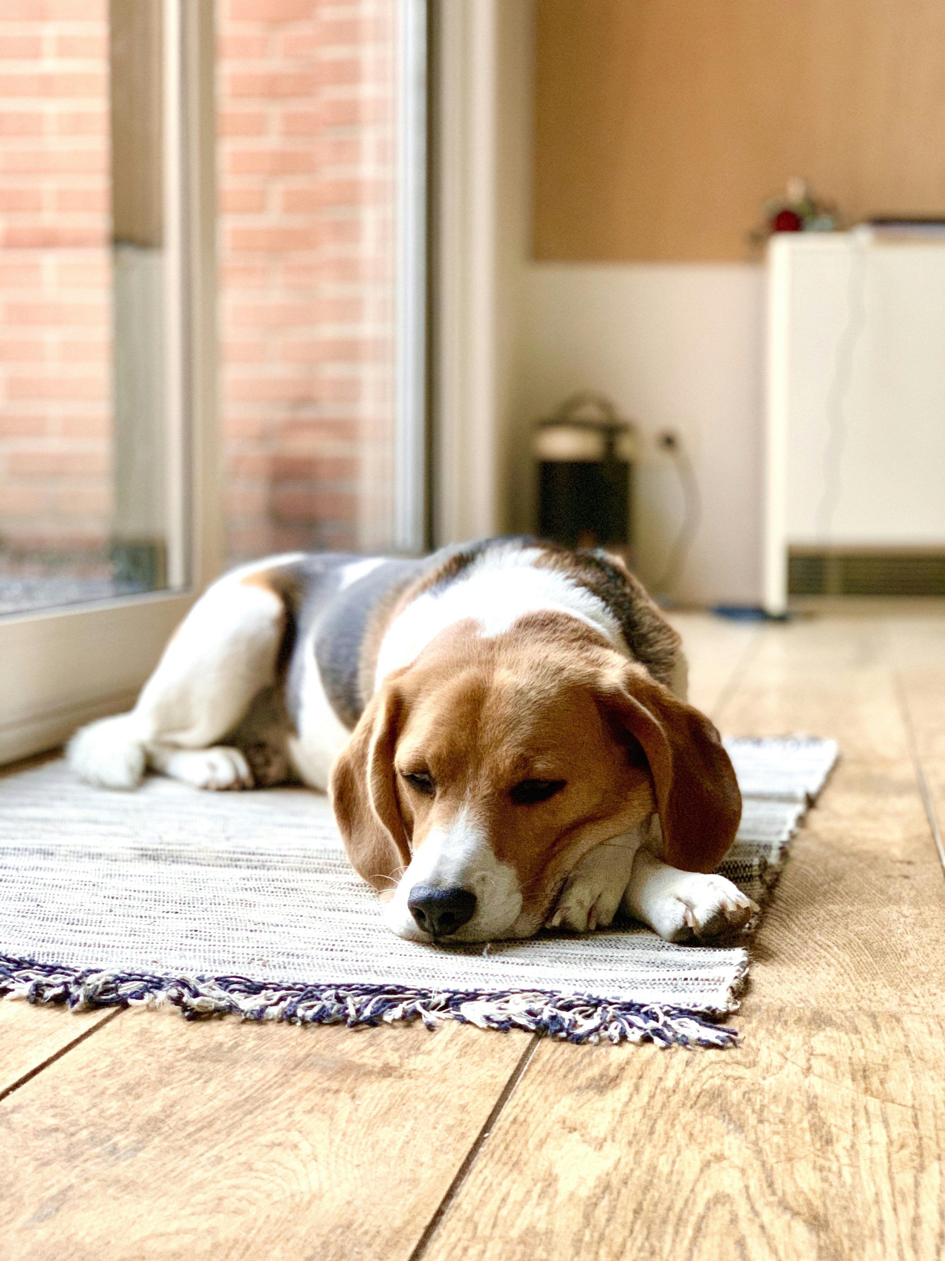 Tricolor beagle lying on area rug photo – Free Brussels Image on Unsplash