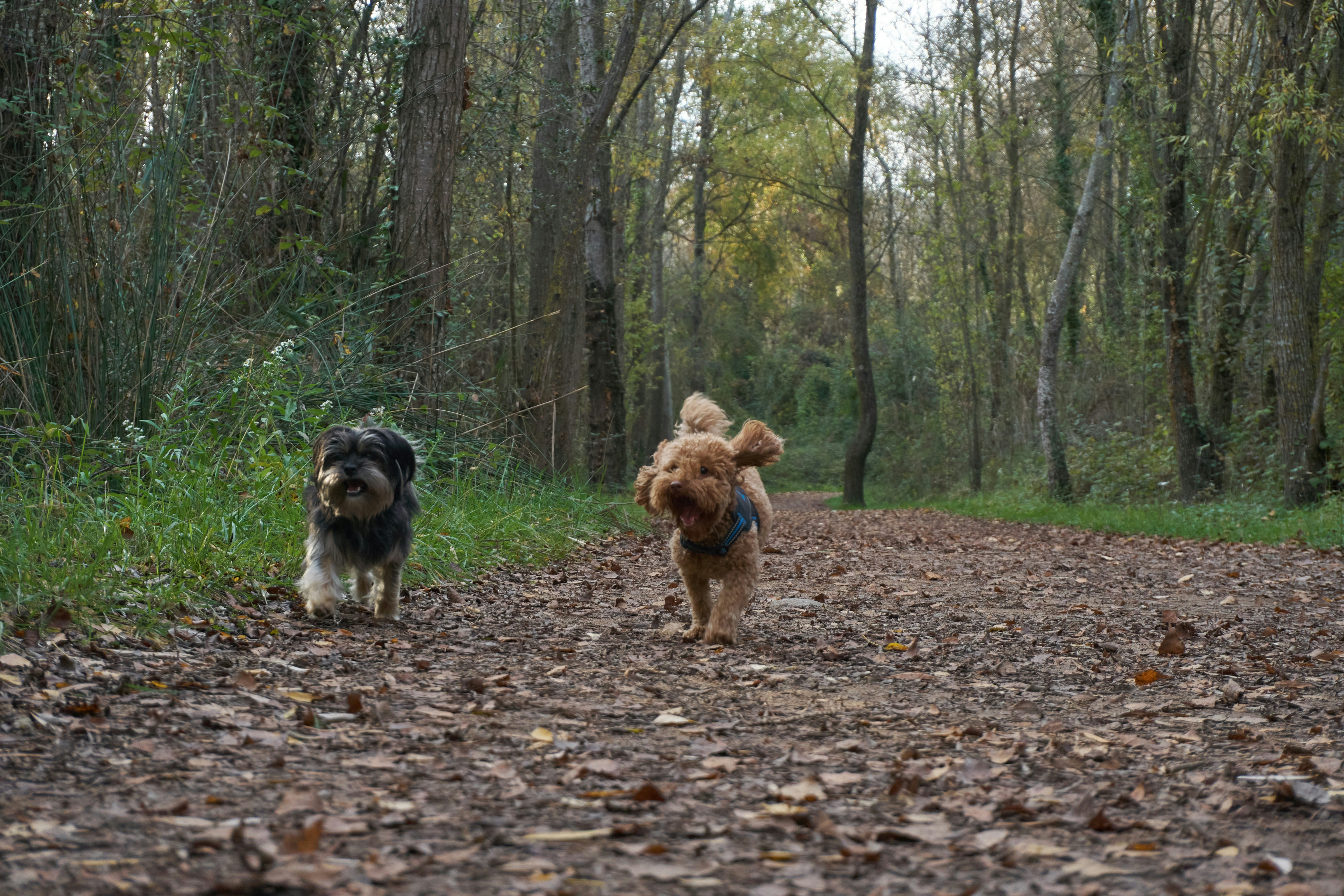Yorkshire terrier brun et noir dans la forêt pendant la journée photo ...