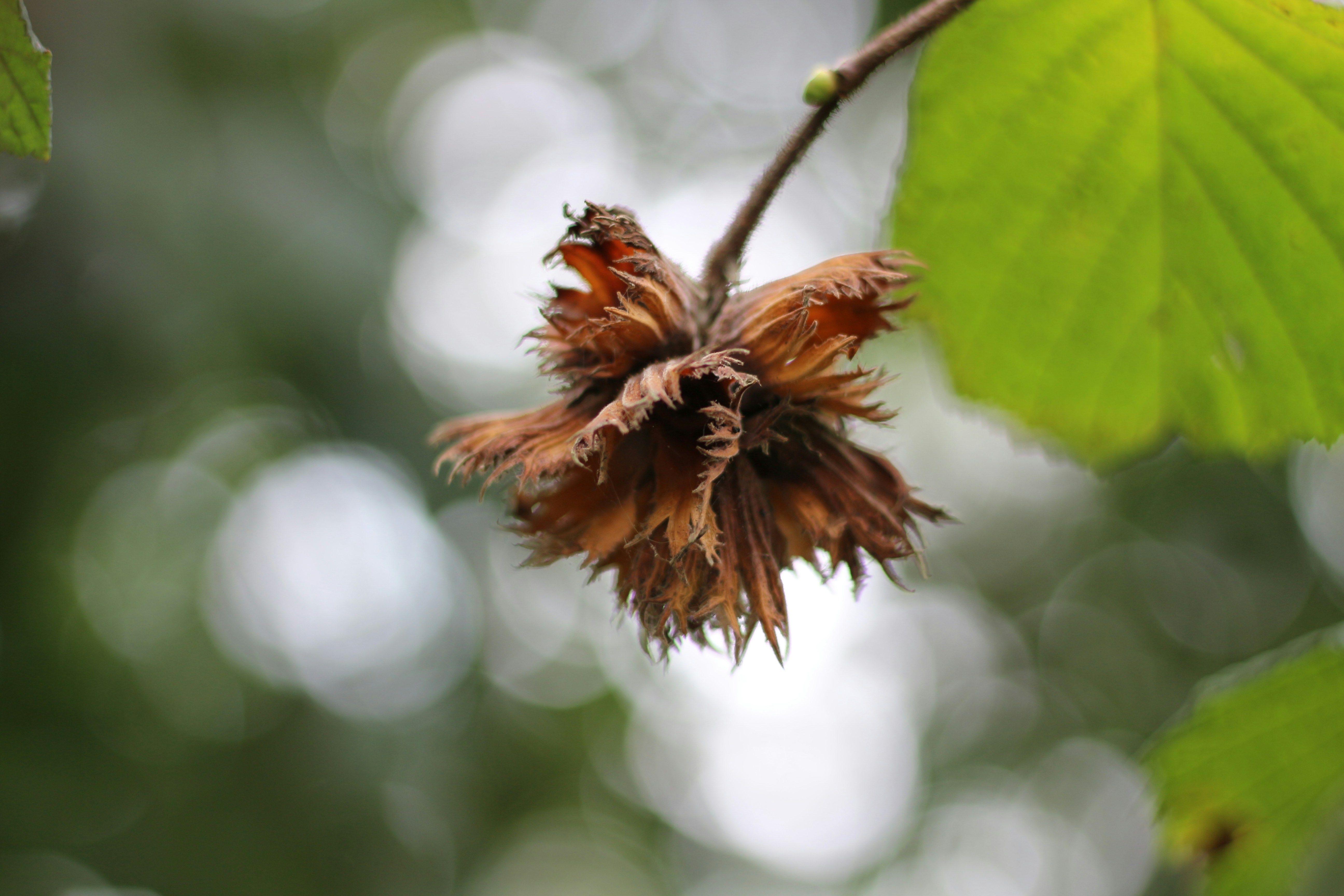 Crinkled Seed Head in a Quiet Green Backdrop