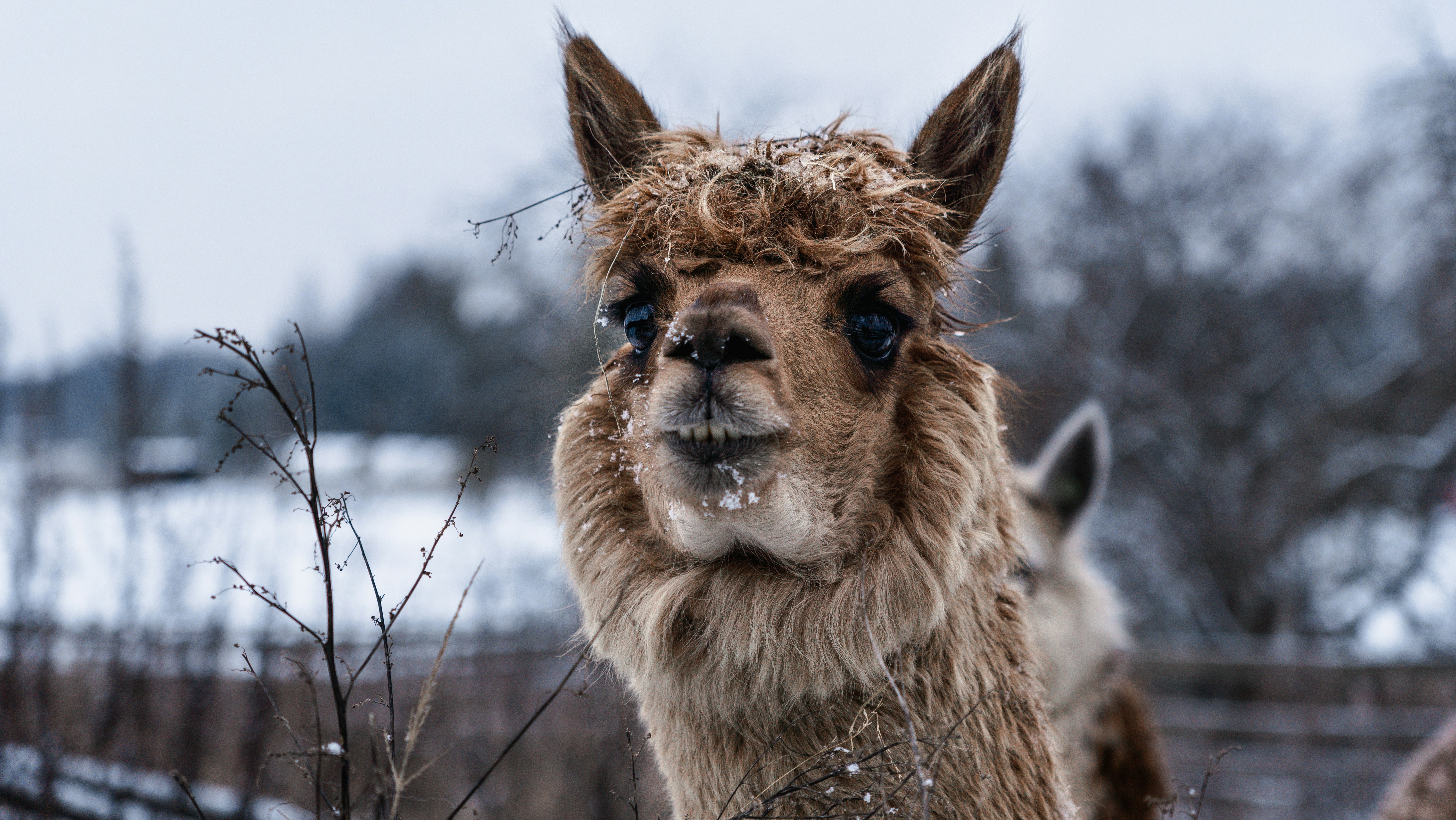 Alpaka Pictures | Download Free Images on Unsplash