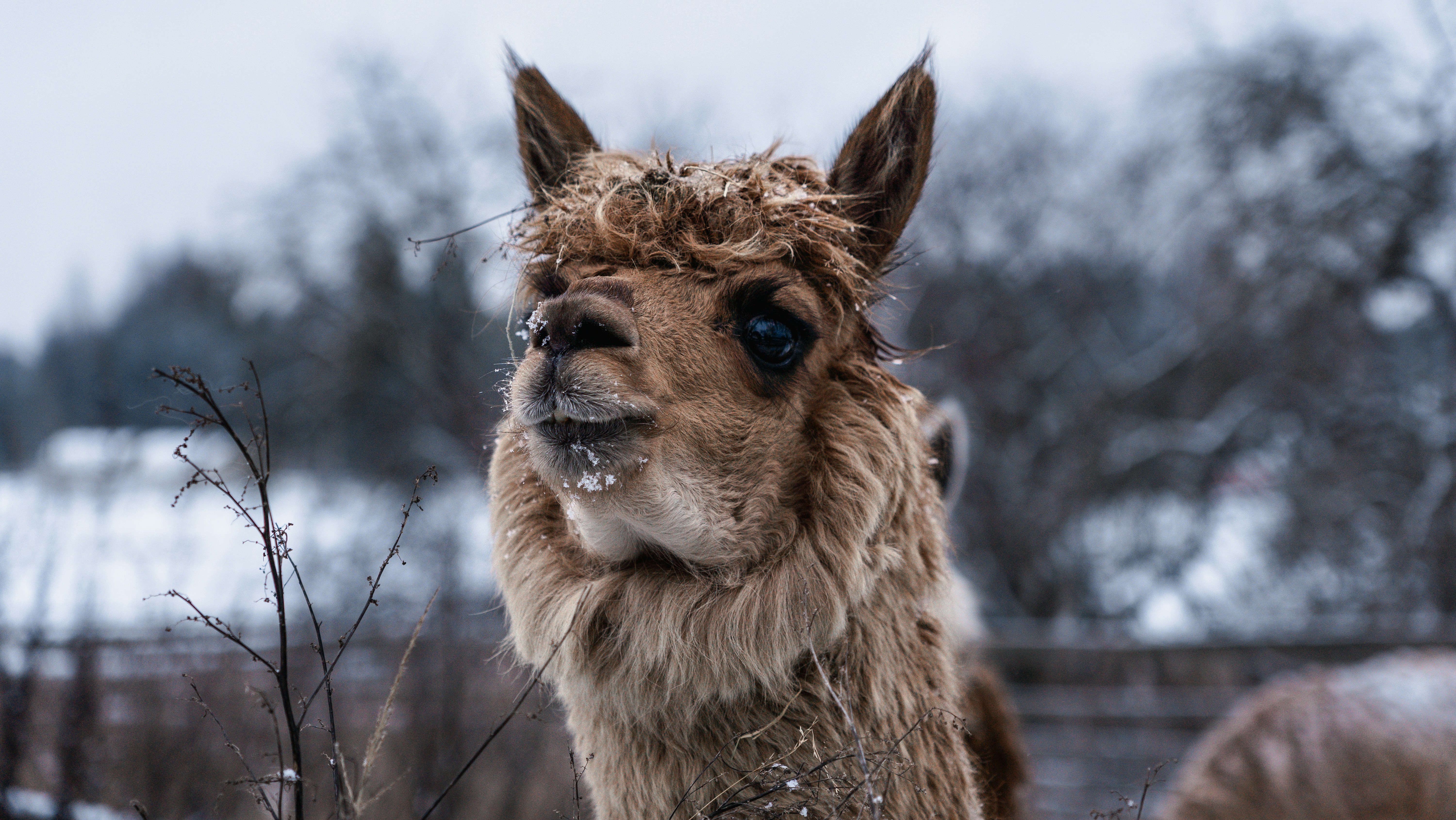 Brown llama in tilt shift lens photo – Free Animals Image on Unsplash