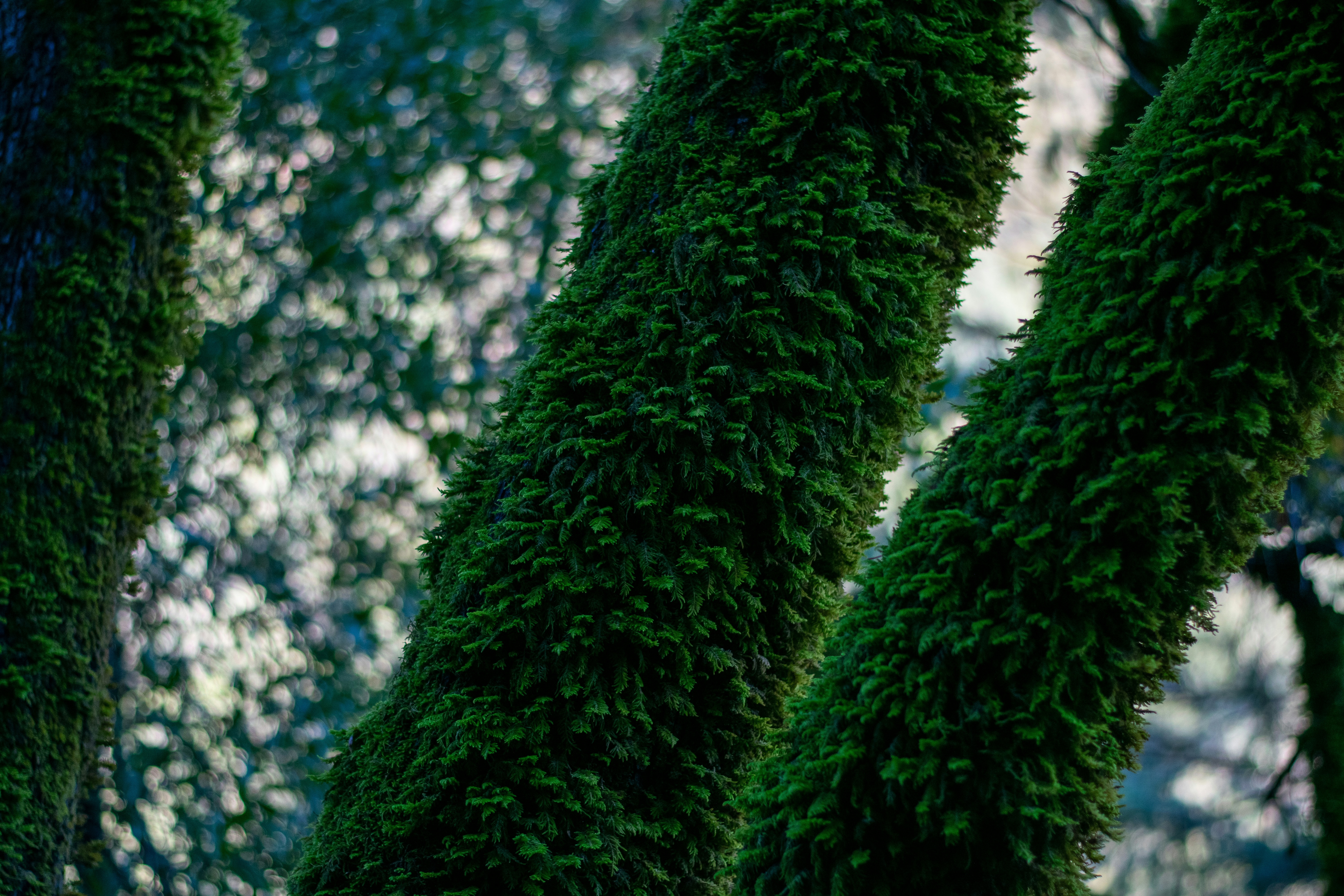 Emerald Trunks: A Mossy Forest Embrace