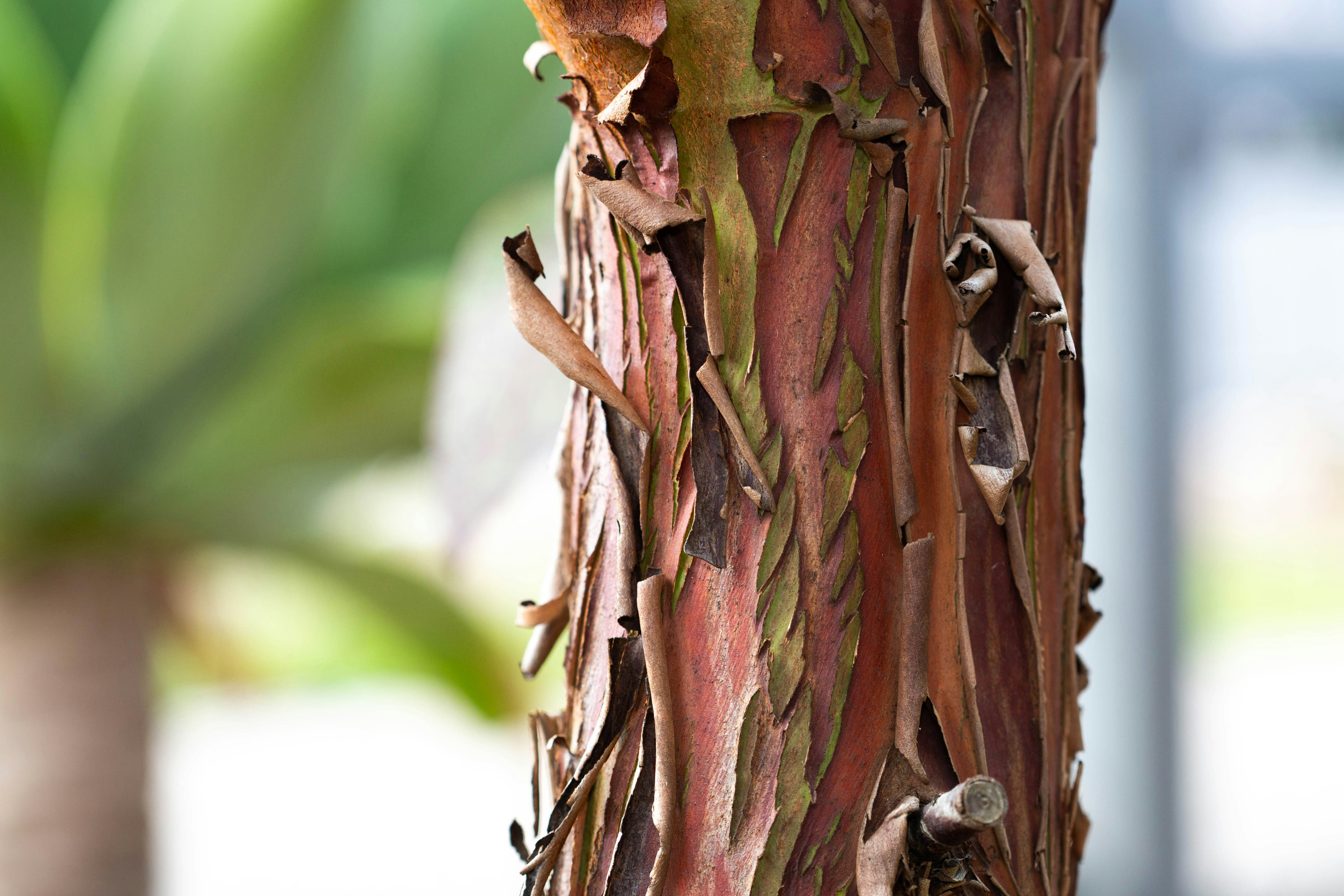 Rugged Tree Bark in a Sunlit Oasis