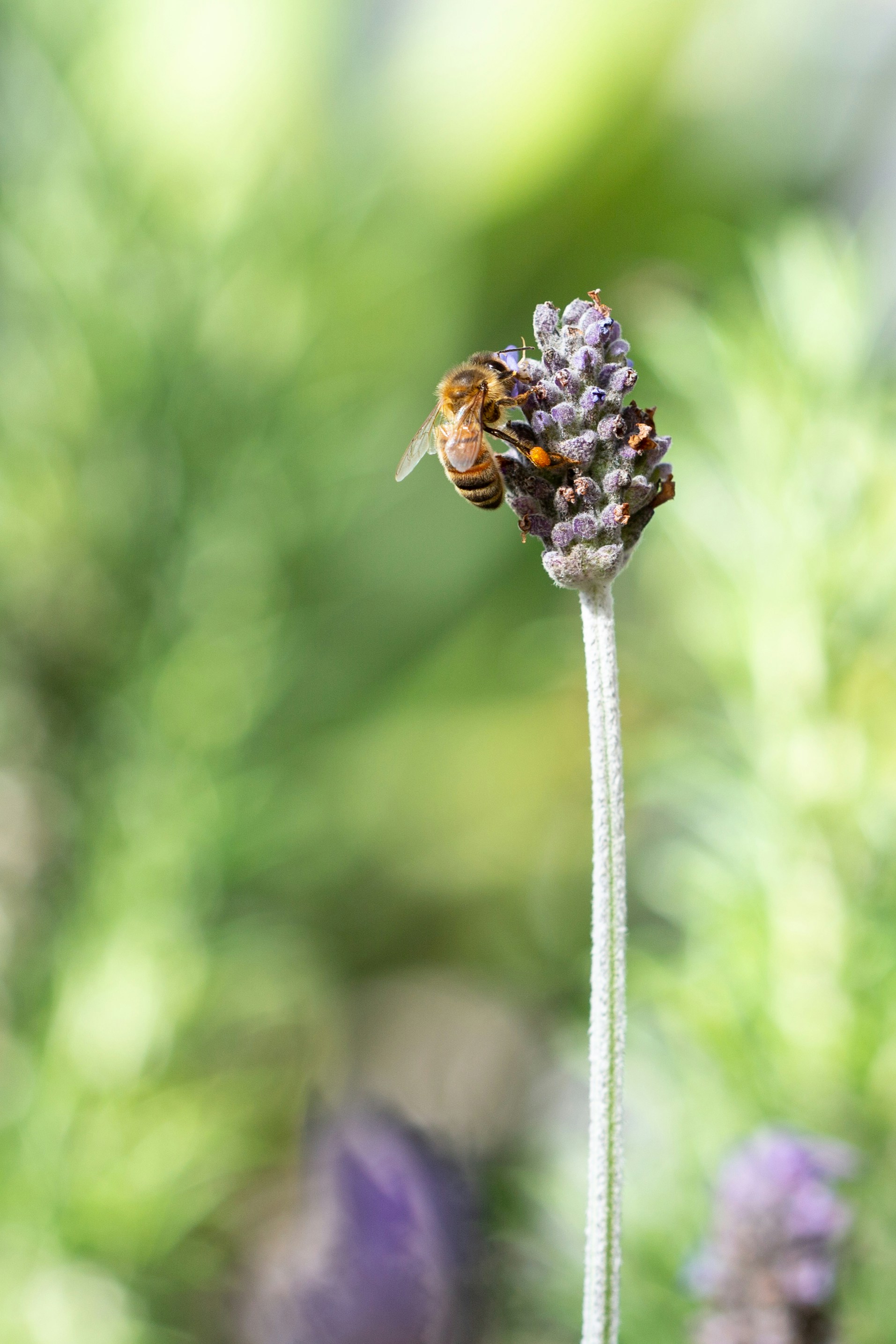 Hovering Worker on Lavender Crown