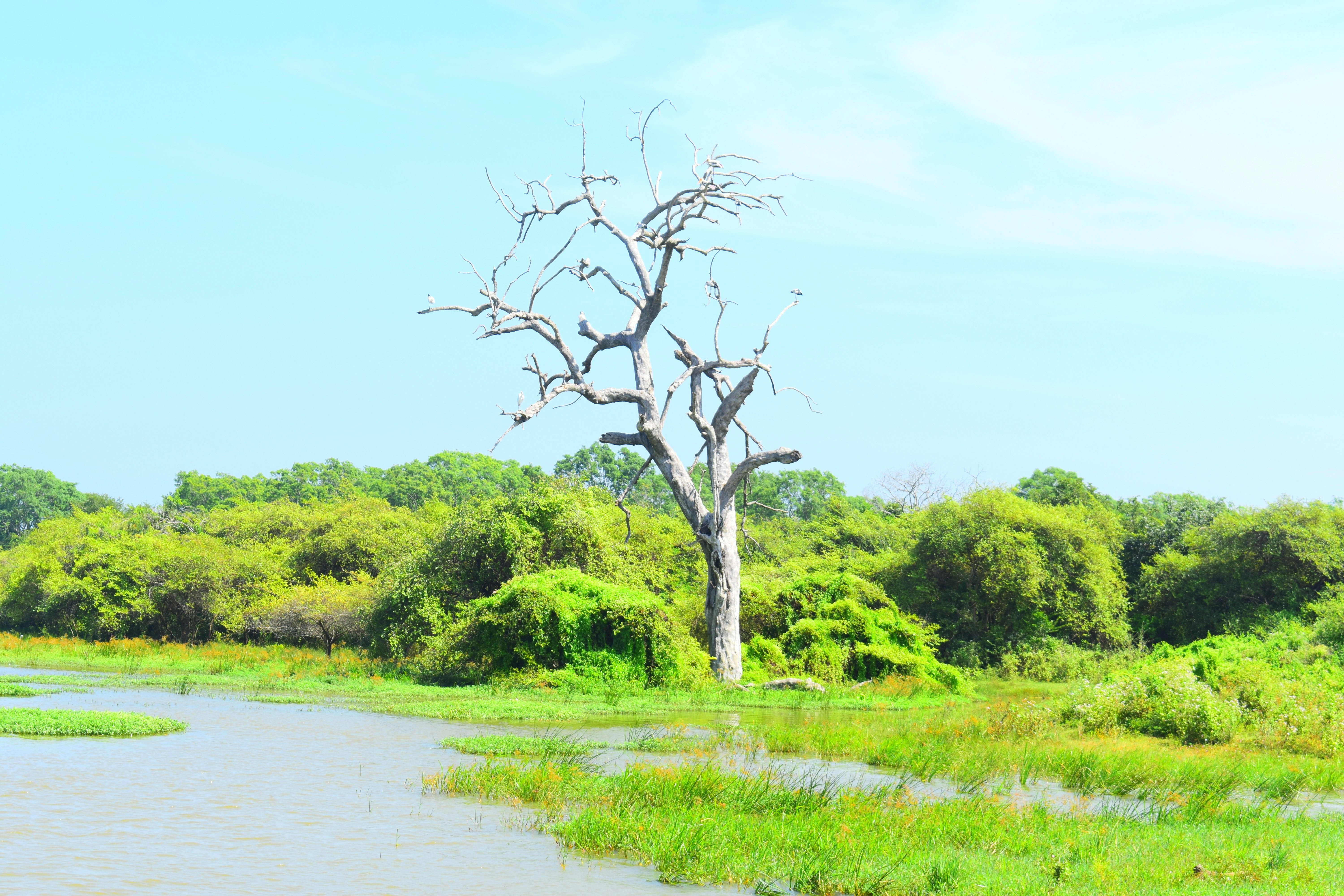 A solitary, leafless tree stands amidst lush greenery and tranquil waters, embodying resilience in a vibrant ecosystem.