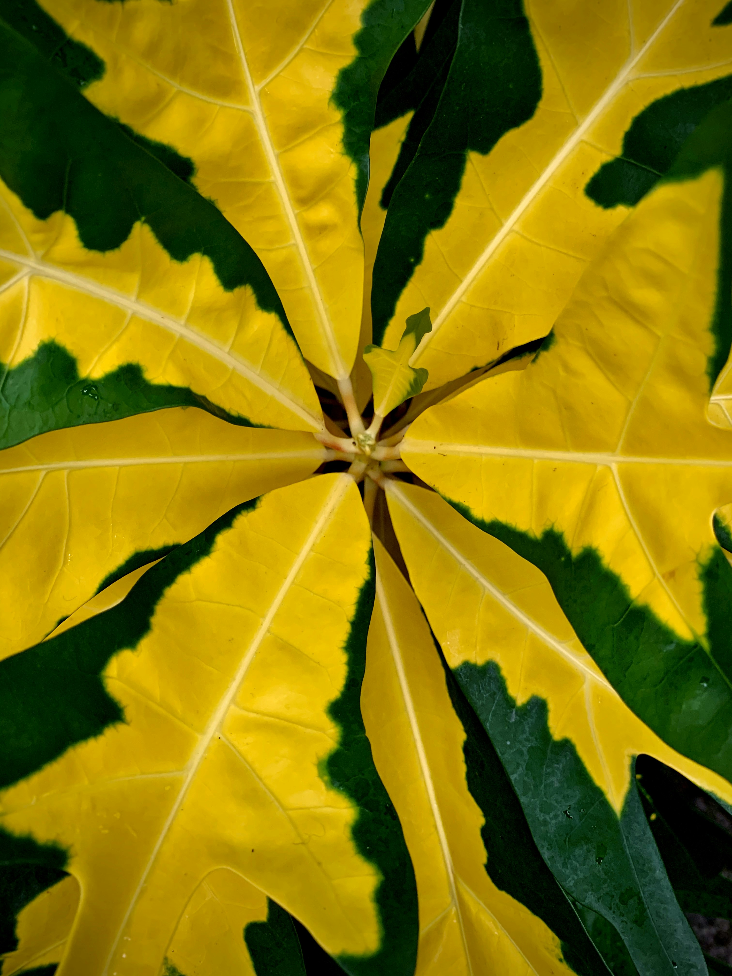 Leaf Starburst: Golden-Yellow Foliage Converging at Center