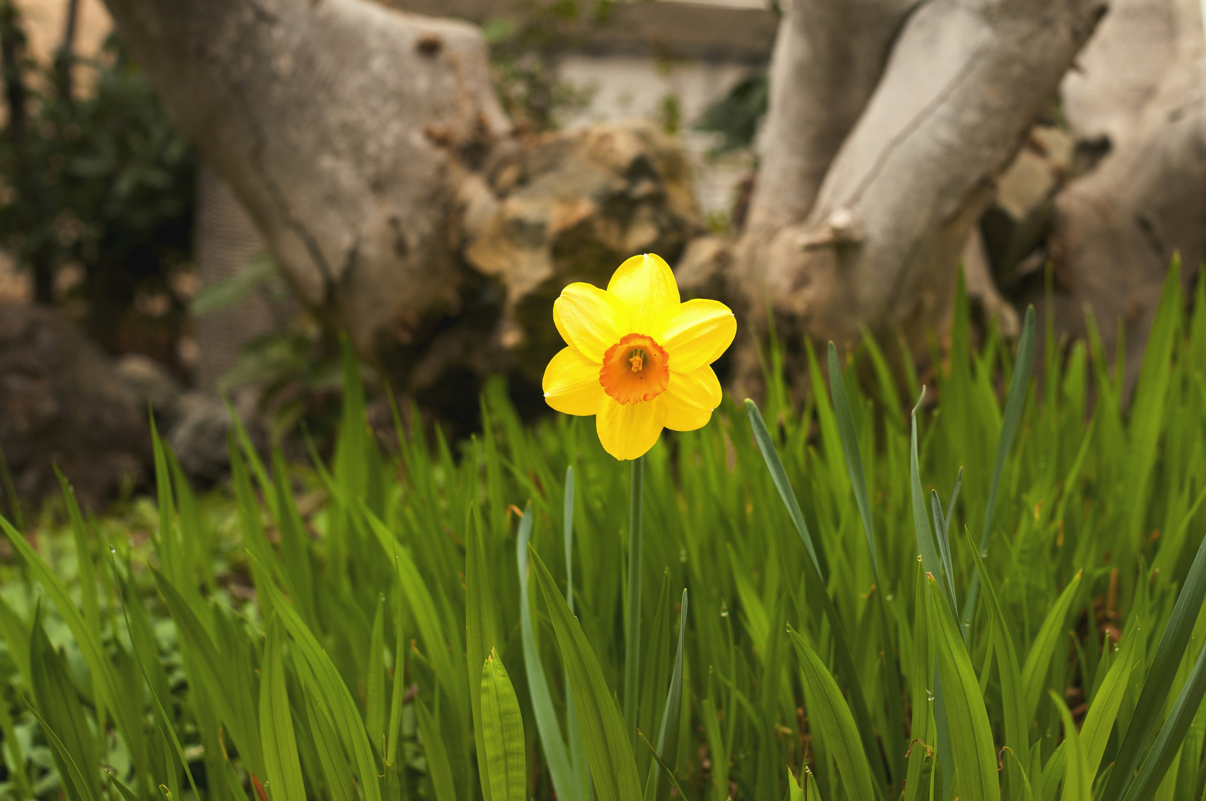 Center-Stage Daffodil: A Sunny Accent in a Quiet Garden