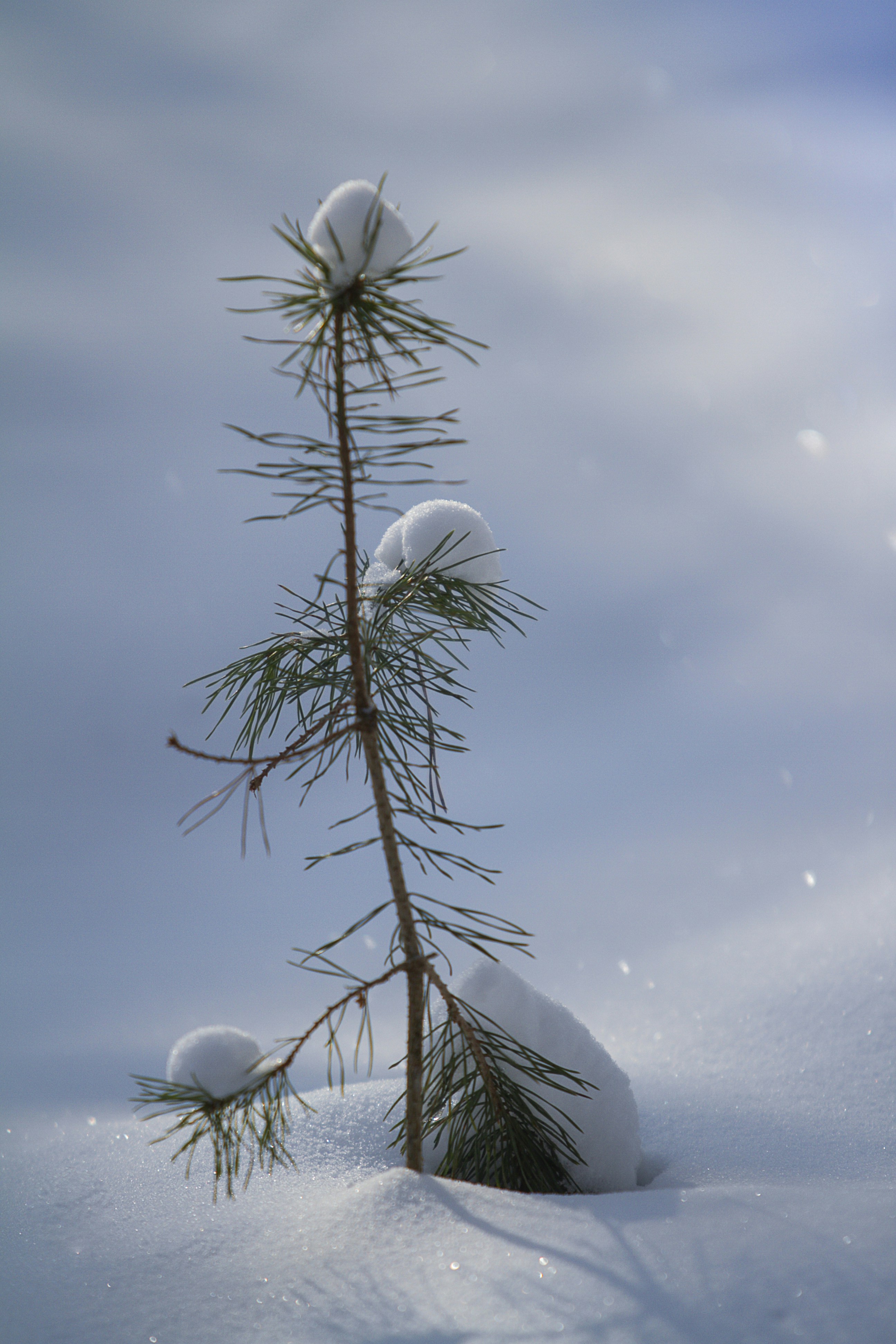 Snow-dusted sapling rises from the snow against a pale blue winter sky