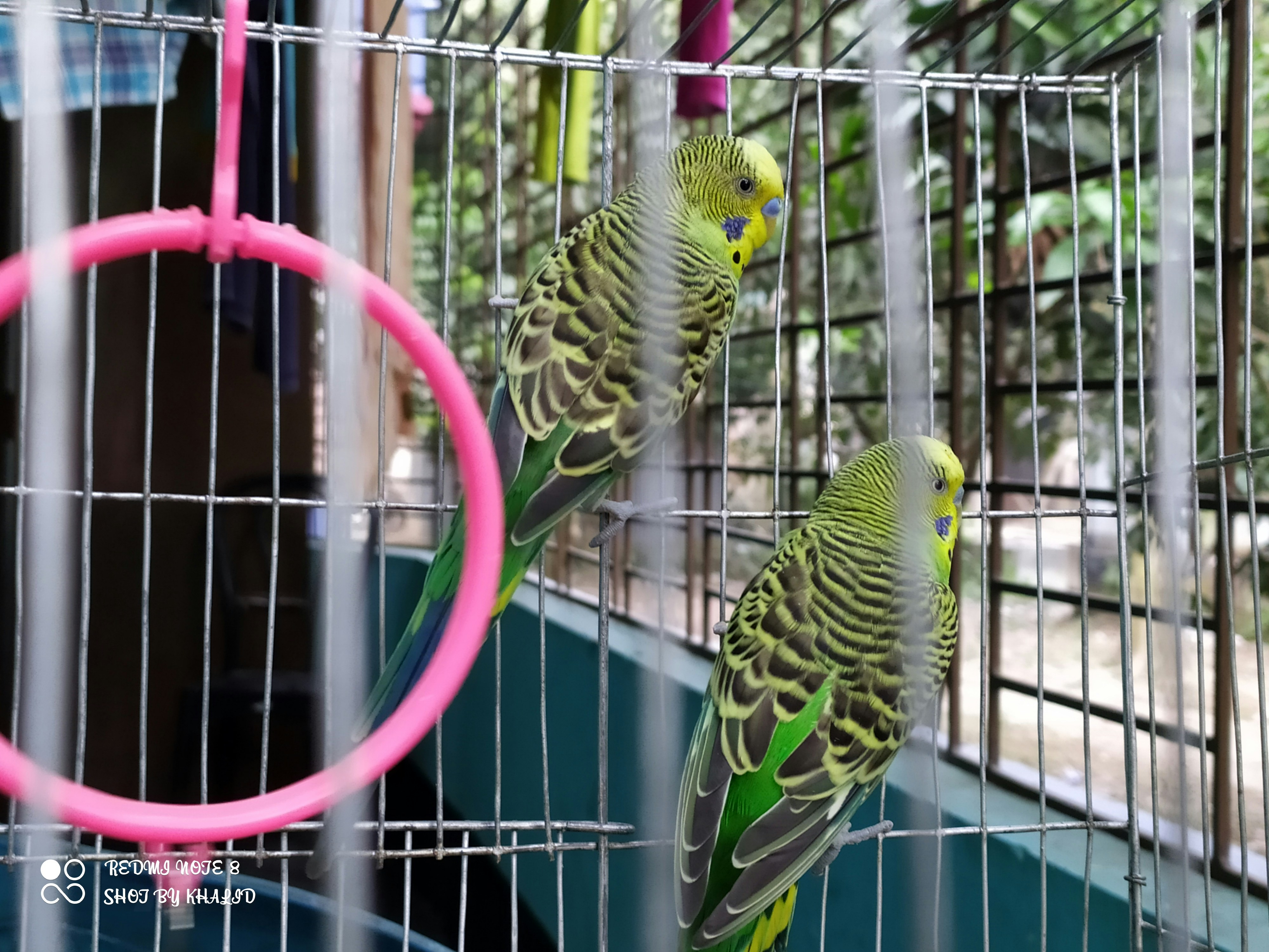 Emerald Parakeets in a Sunlit Cage, Framed by a Neon Pink Hoop
