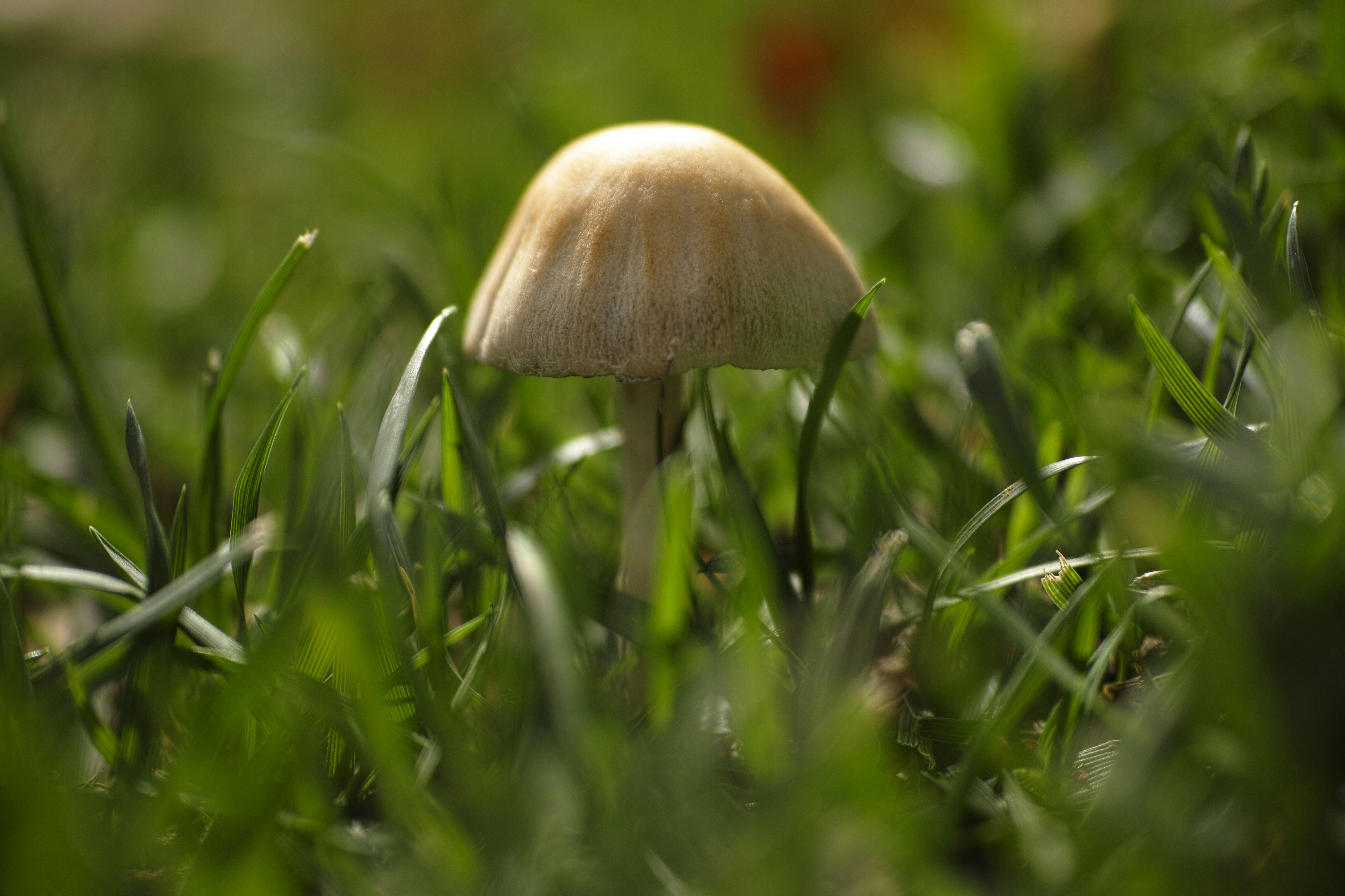 Delicate mushroom emerging from a lush green carpet of grass, illuminated by soft sunlight.