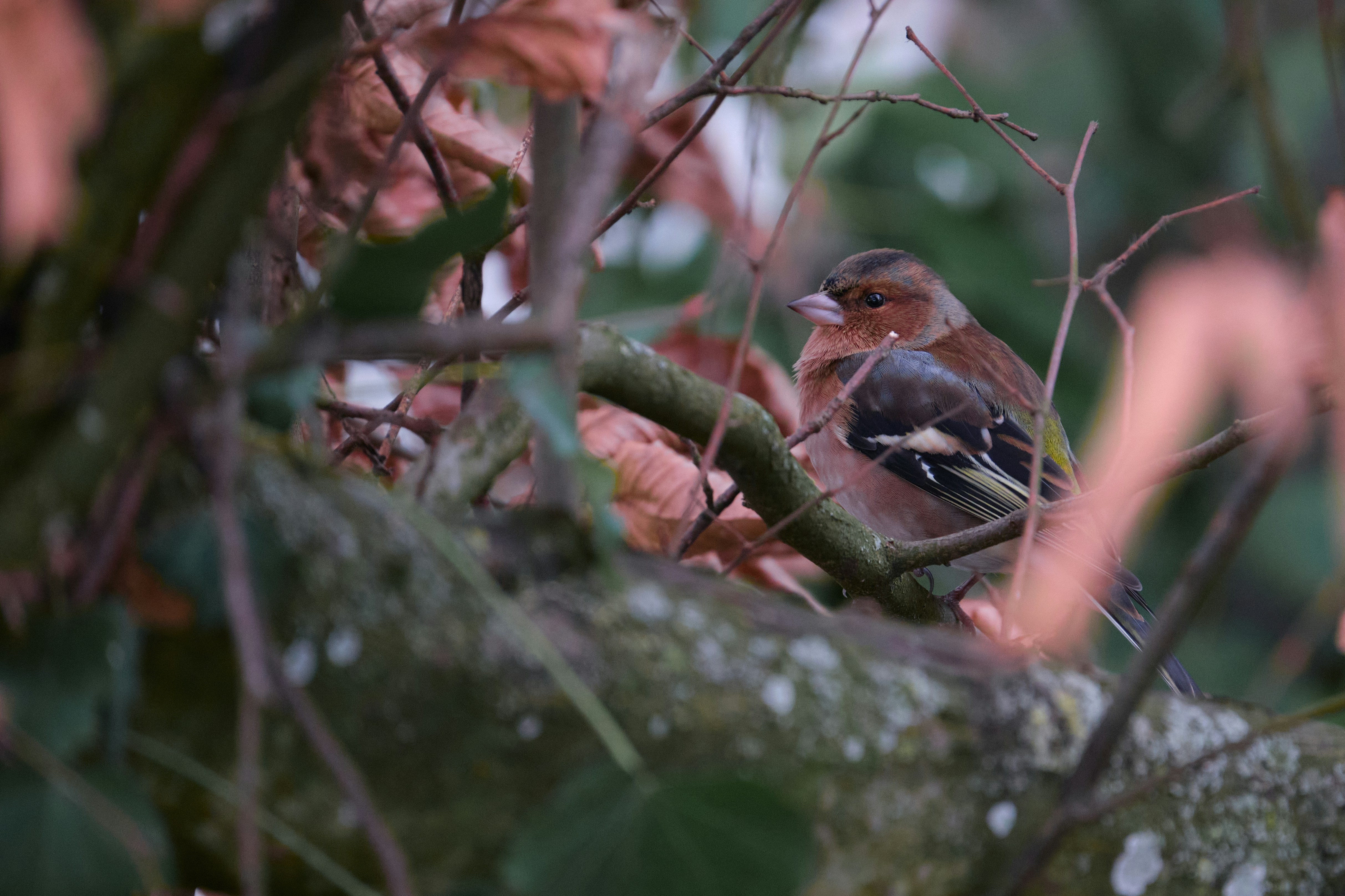 Moss-Cooled Perch: A Small Finch in Shadowed Wood