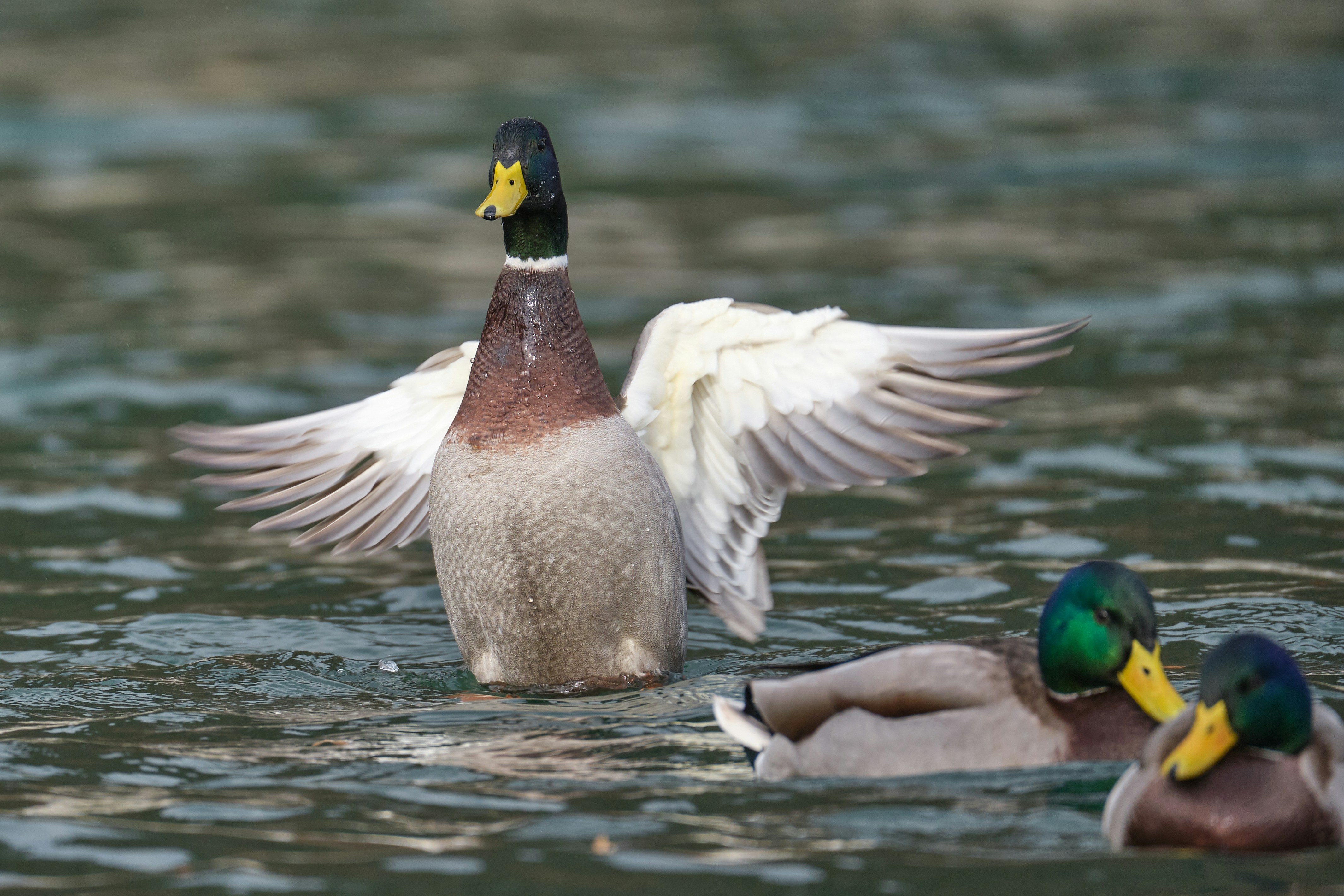 Winged Pause: A Mallard Stays Grounded in Rippling Light