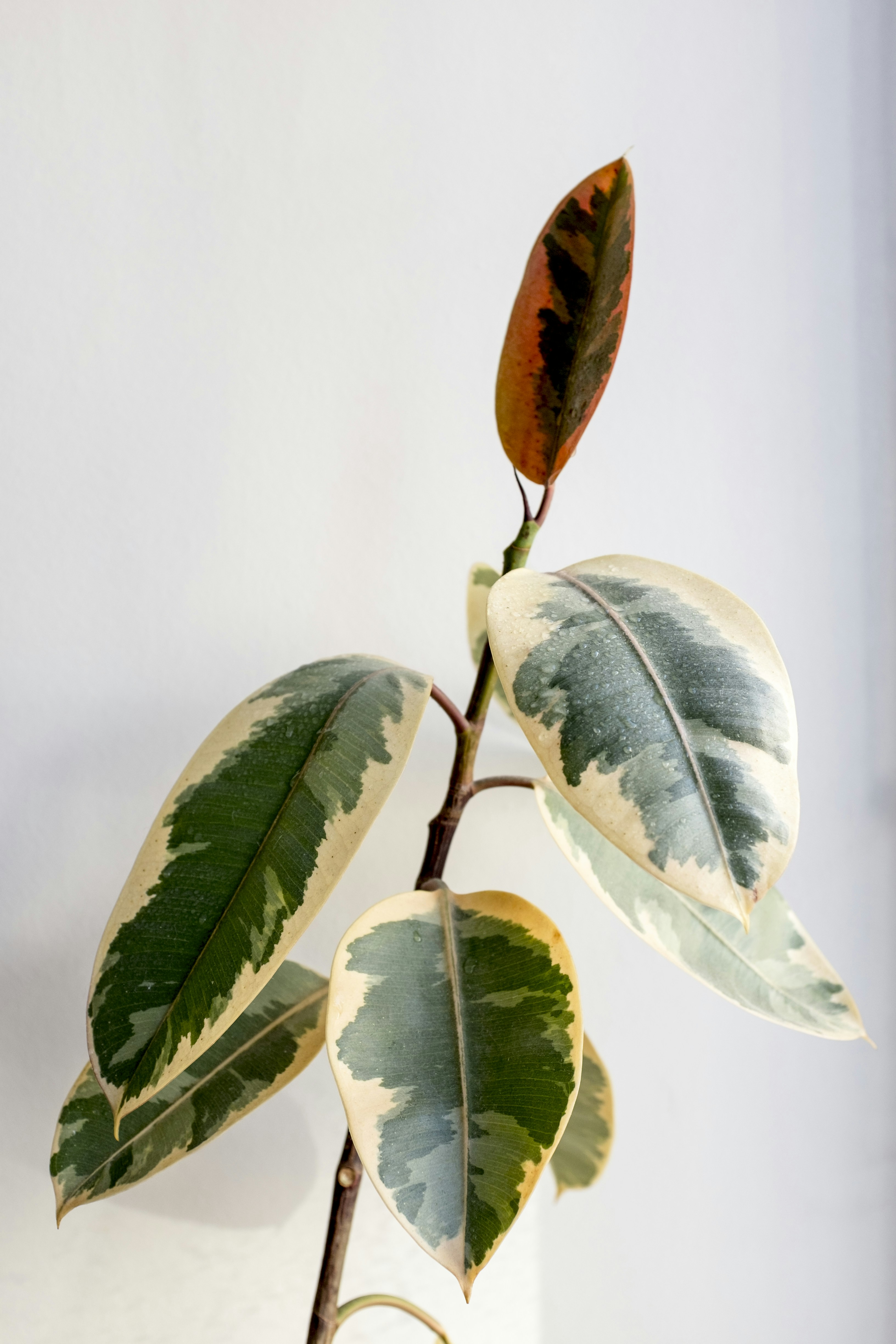 Close-up of a decorative plant showcasing vibrant green and cream-colored leaves with a hint of red on a new leaf. The background is softly blurred, emphasizing the plant's textures.