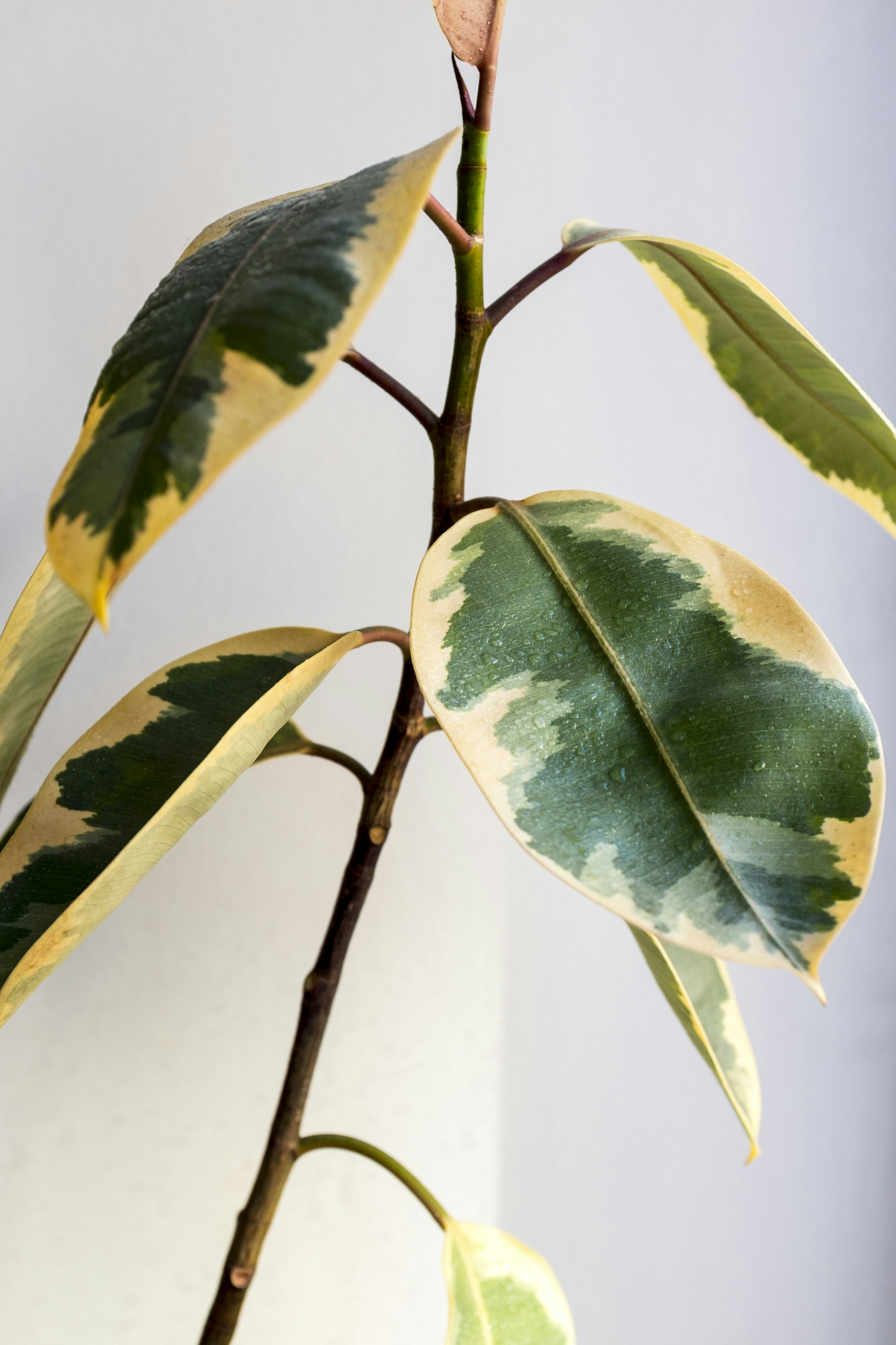 Variegated Foliage Shift: A Close-Up of Green-Gold Leaves on a Slender Stem