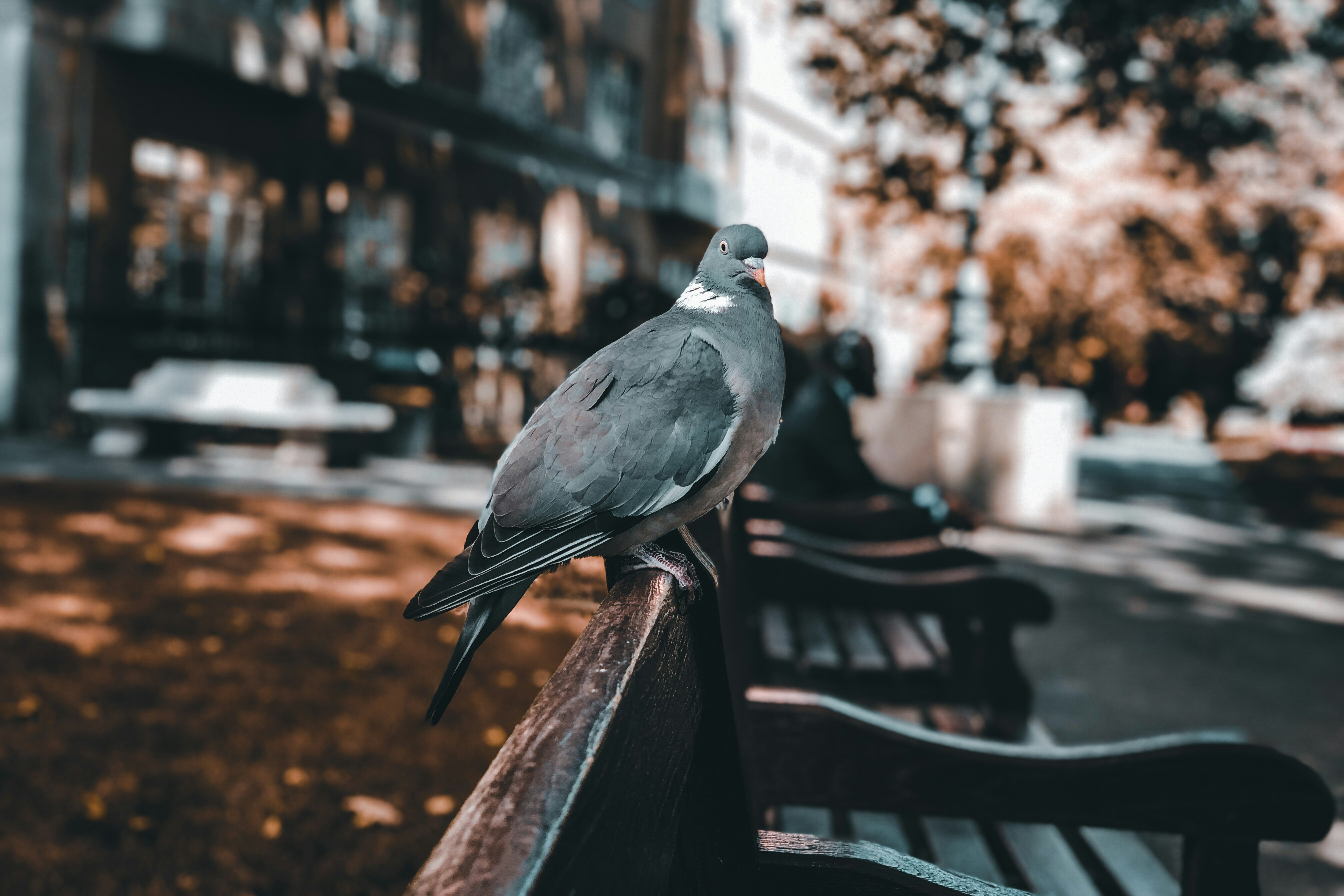 A pigeon perches gracefully on a park bench, surrounded by a softly blurred urban backdrop. The scene captures the tranquility of city life.