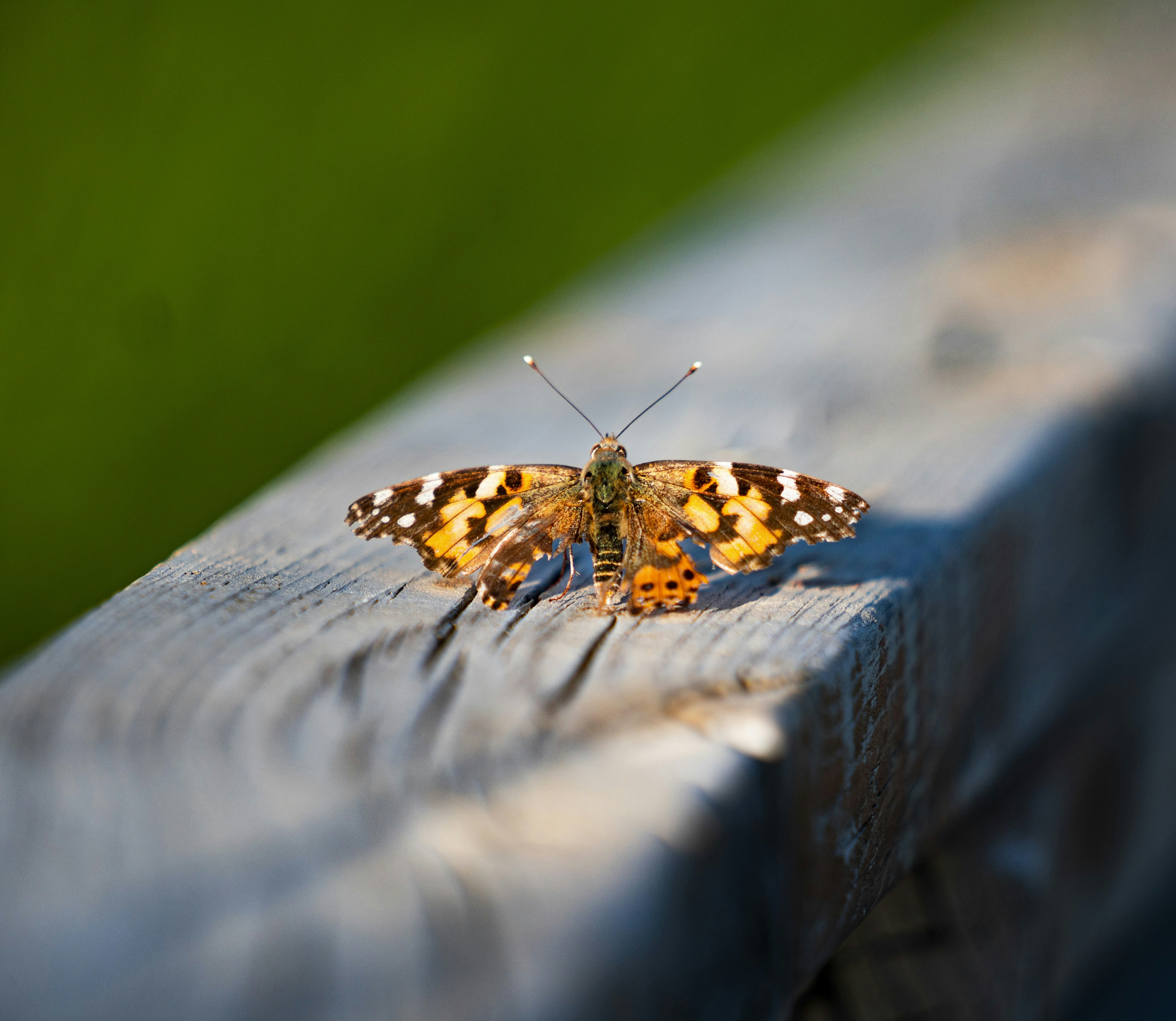 Orange-and-Black Butterfly on Weathered Rail: a Micro Moment of Color and Texture