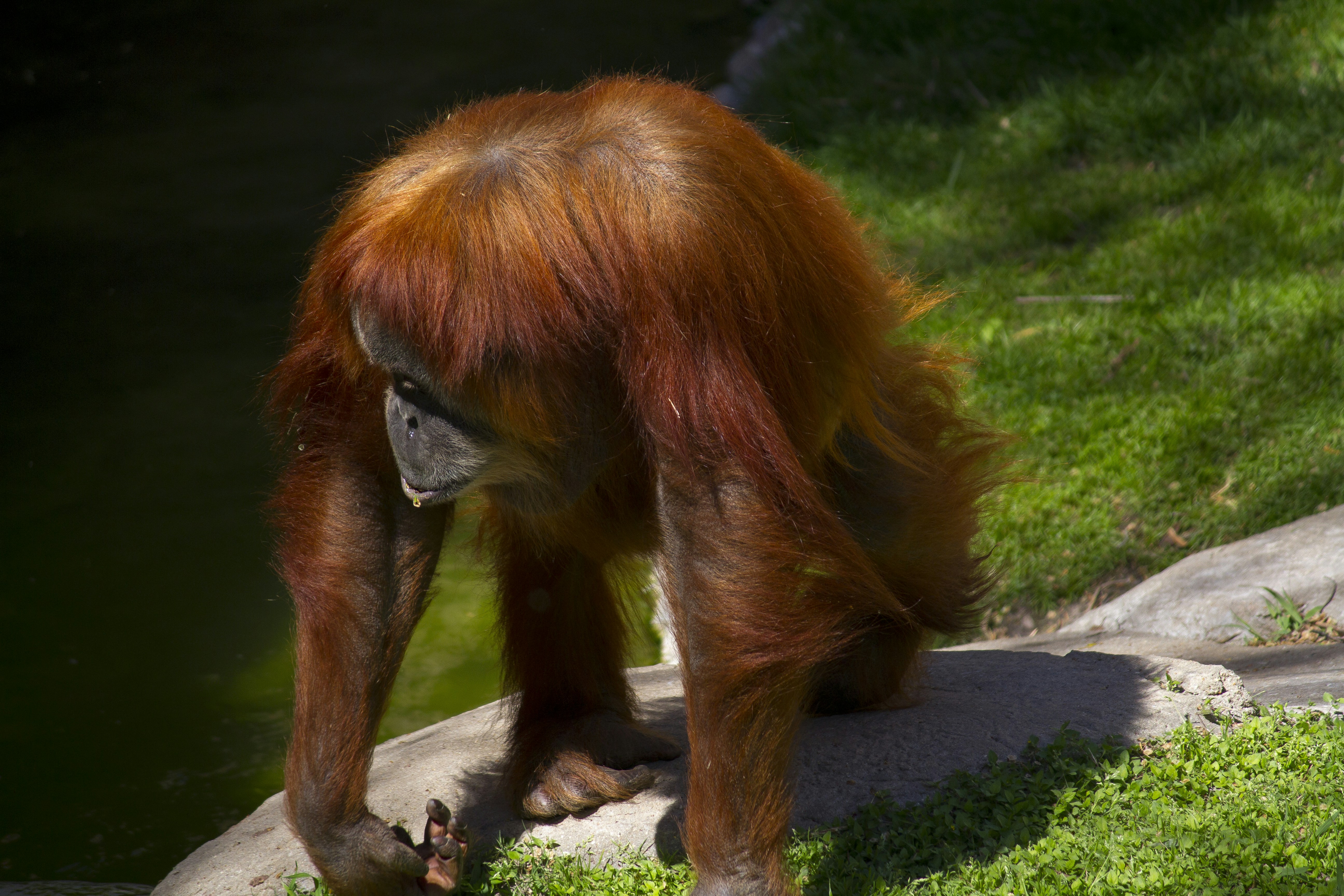 Orangutan crouching on a rock near a body of water, surrounded by lush greenery.