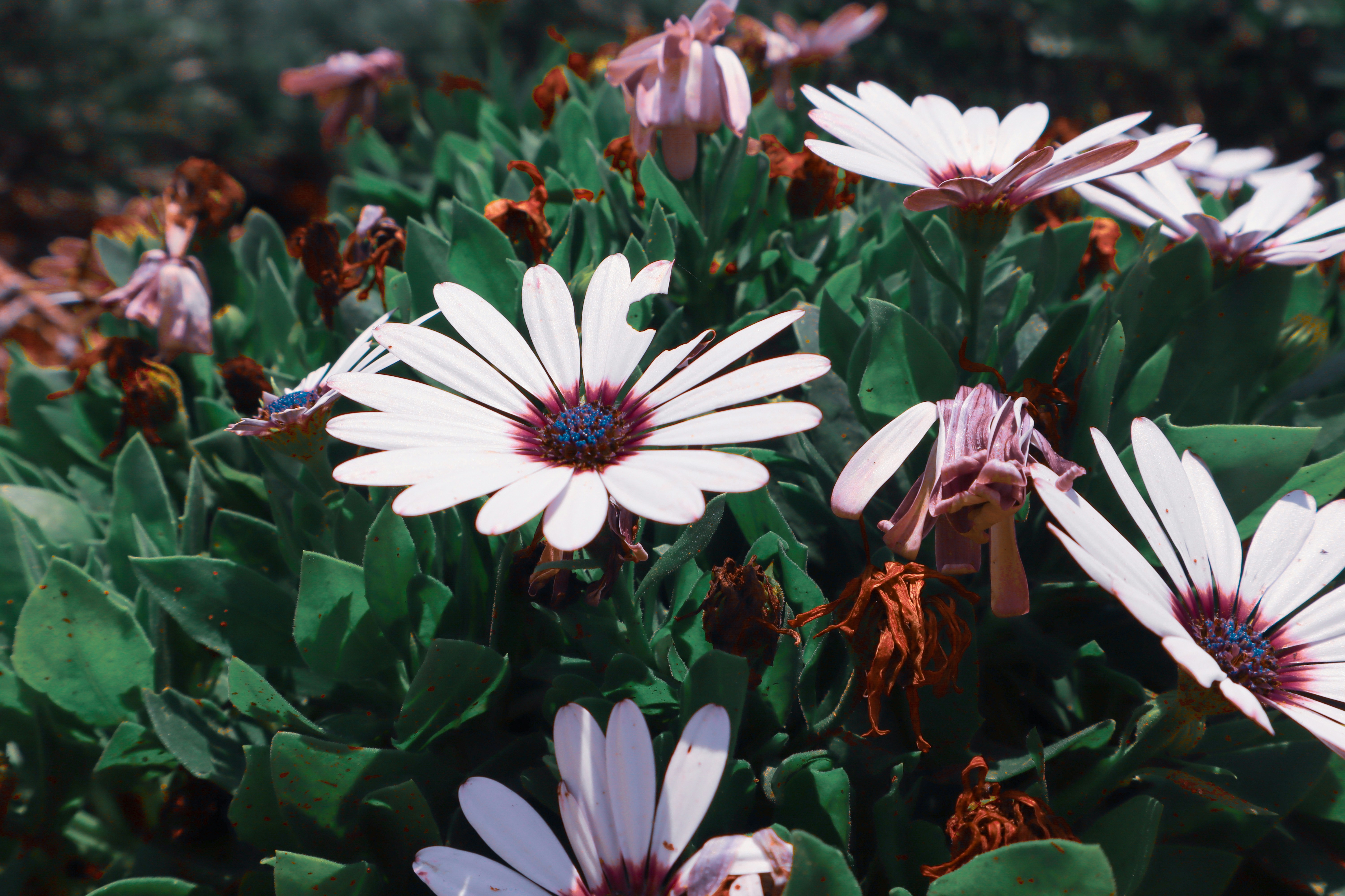 Petal Spotlight: White Daisies with Violet Cores Amid Emerald Foliage
