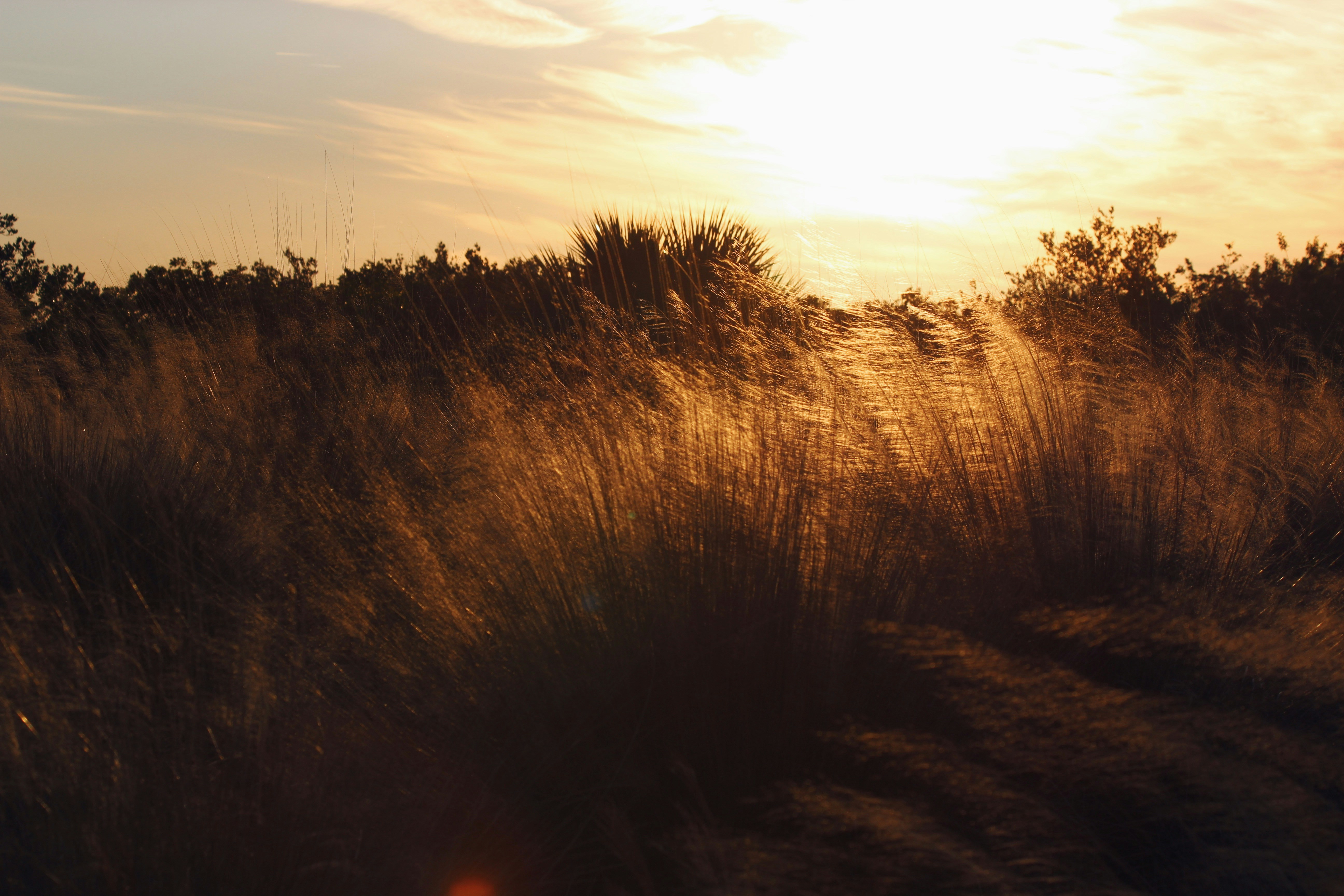 Sunset casting warm light over tall grasses swaying in a gentle breeze.