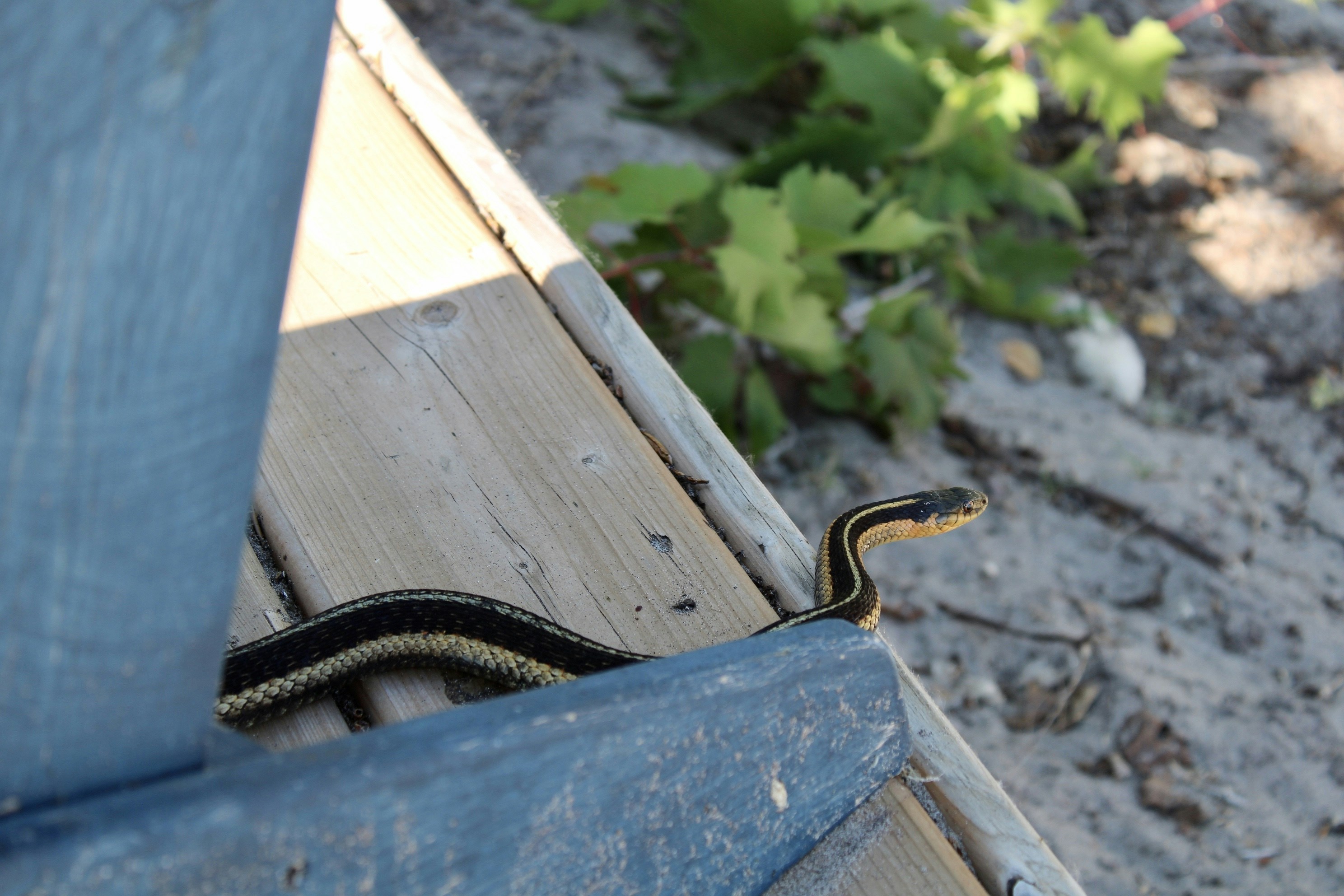 Striped serpent threads a sunlit wooden deck beside a weathered blue railing