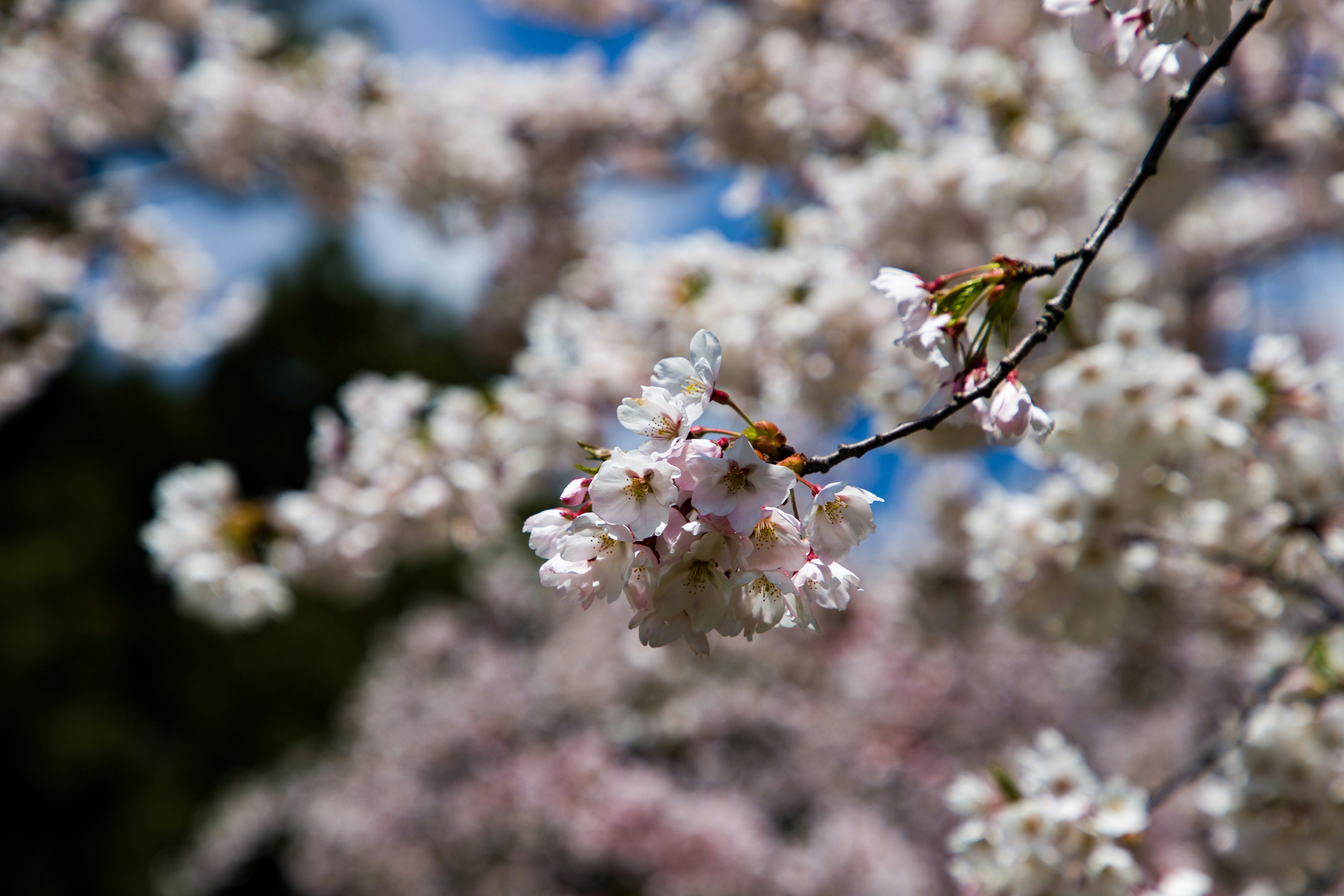 Cherry blossom