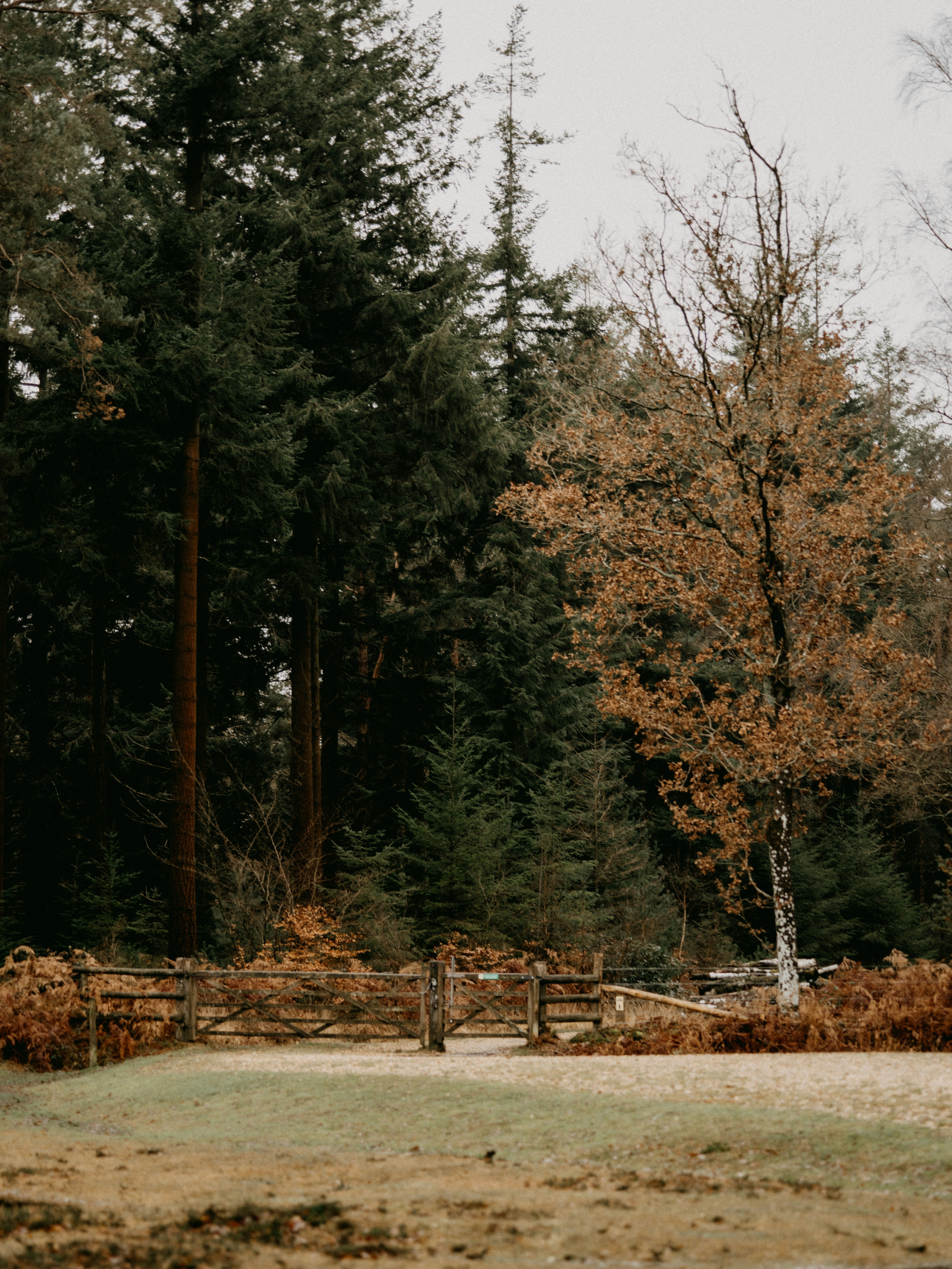 A rustic wooden fence framed by a mix of evergreen and autumnal trees, showcasing the seasonal transition in a tranquil forest setting.