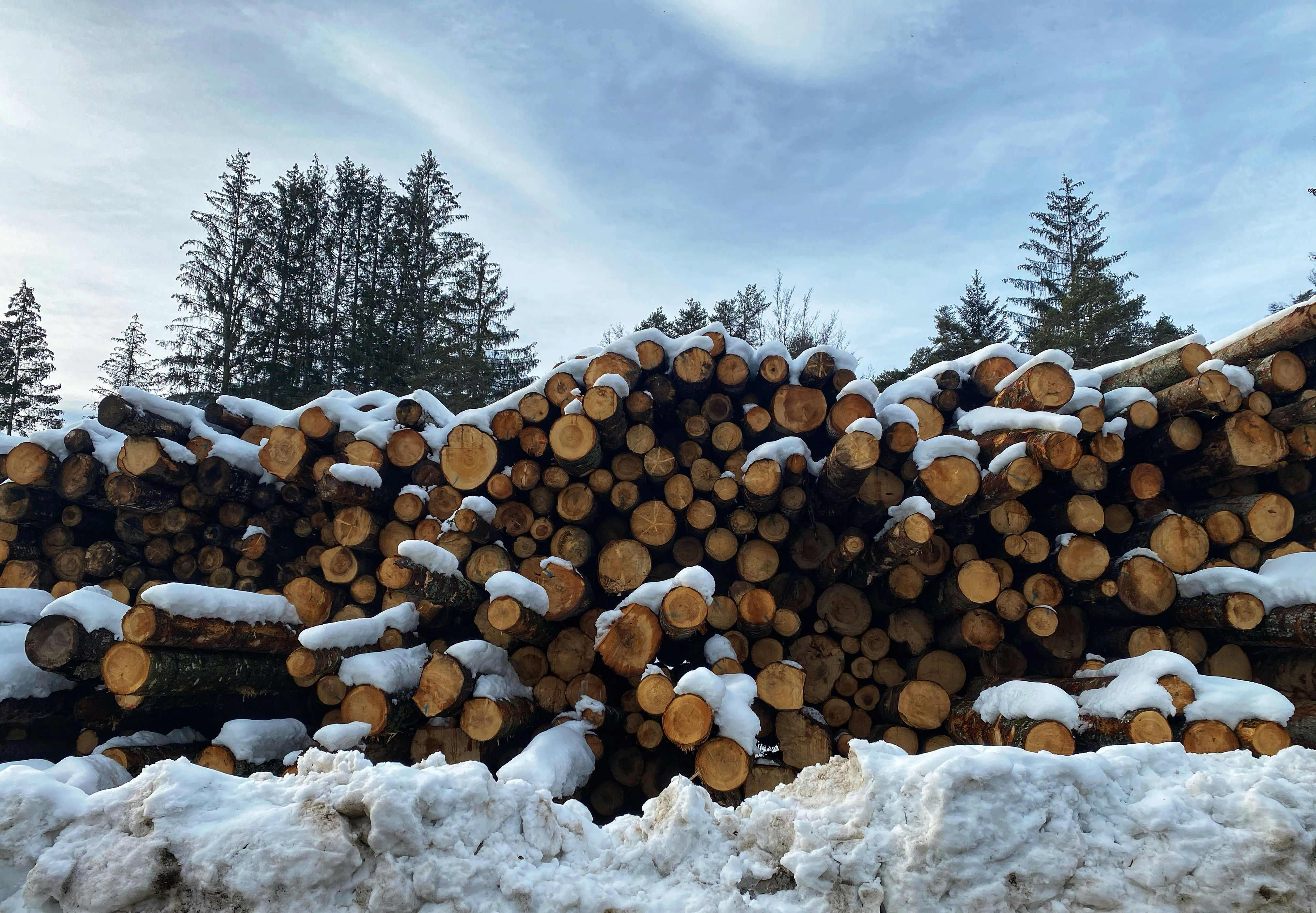 Stacked logs blanketed in snow against a backdrop of evergreen trees. The scene captures the essence of winter forestry.