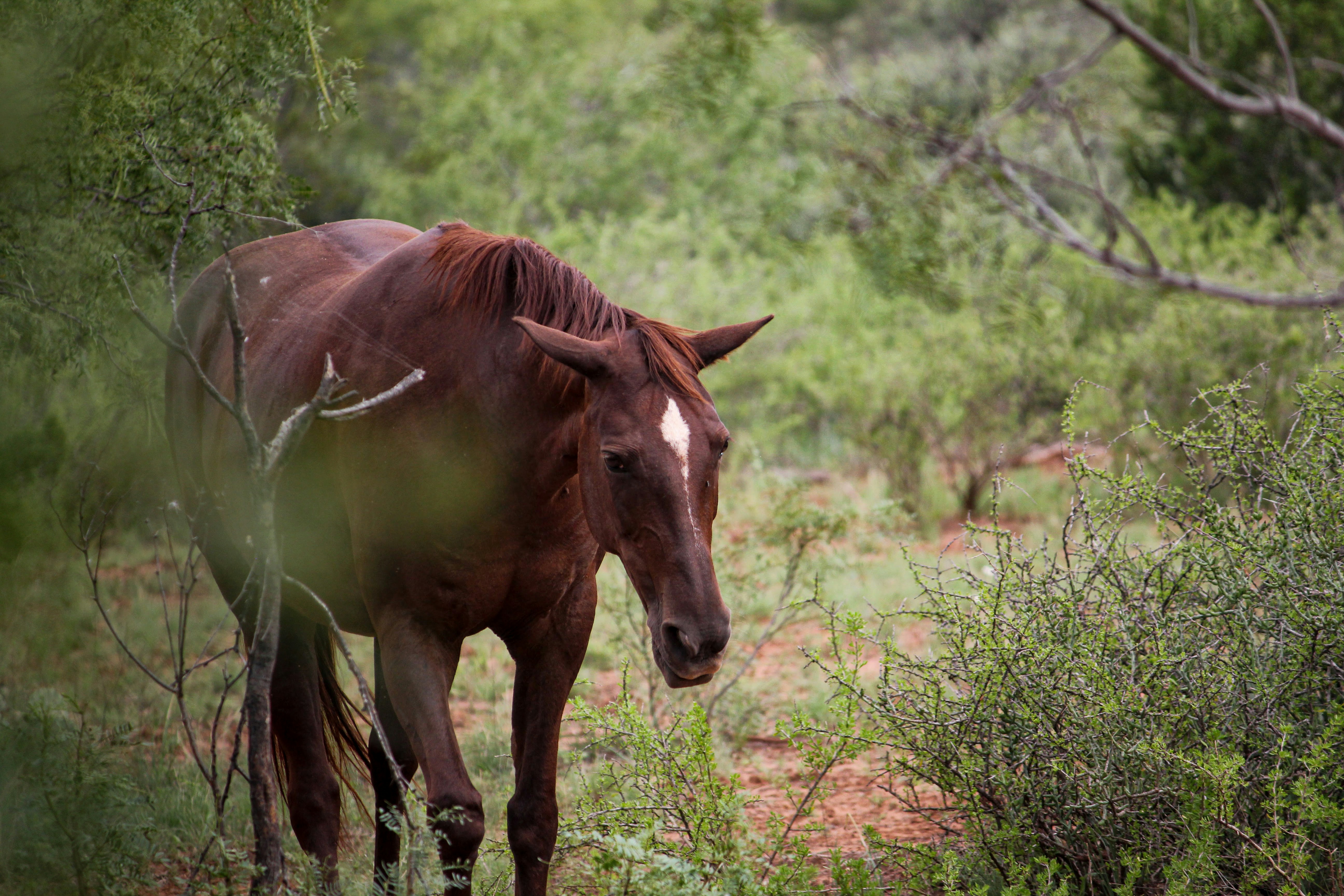 Veiled Gaze in a Sunlit Clearing: A Chestnut Horse Among Greenery