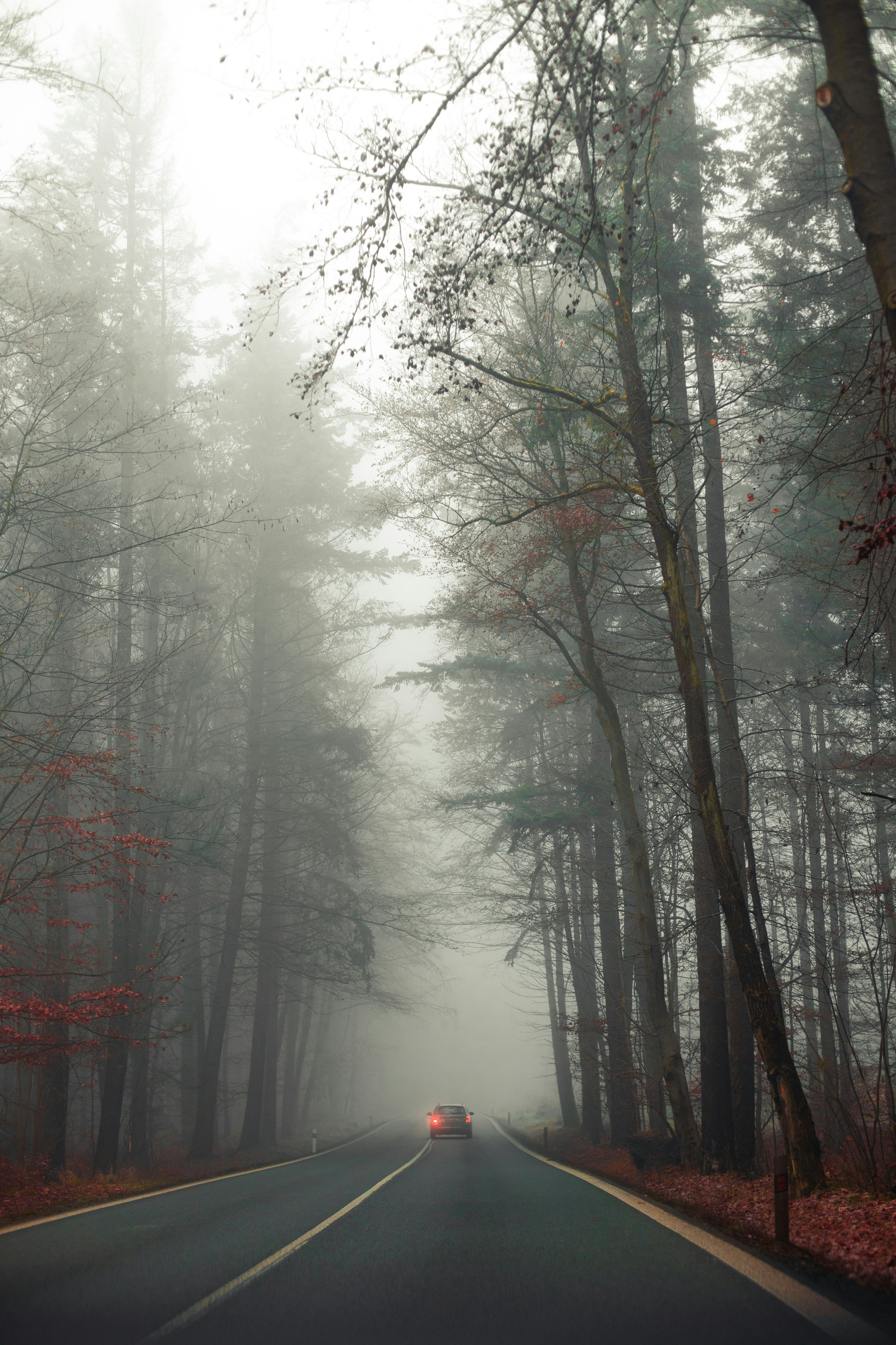 A solitary car drives down a winding road enveloped in dense fog, flanked by towering trees. The scene evokes a sense of mystery and solitude.