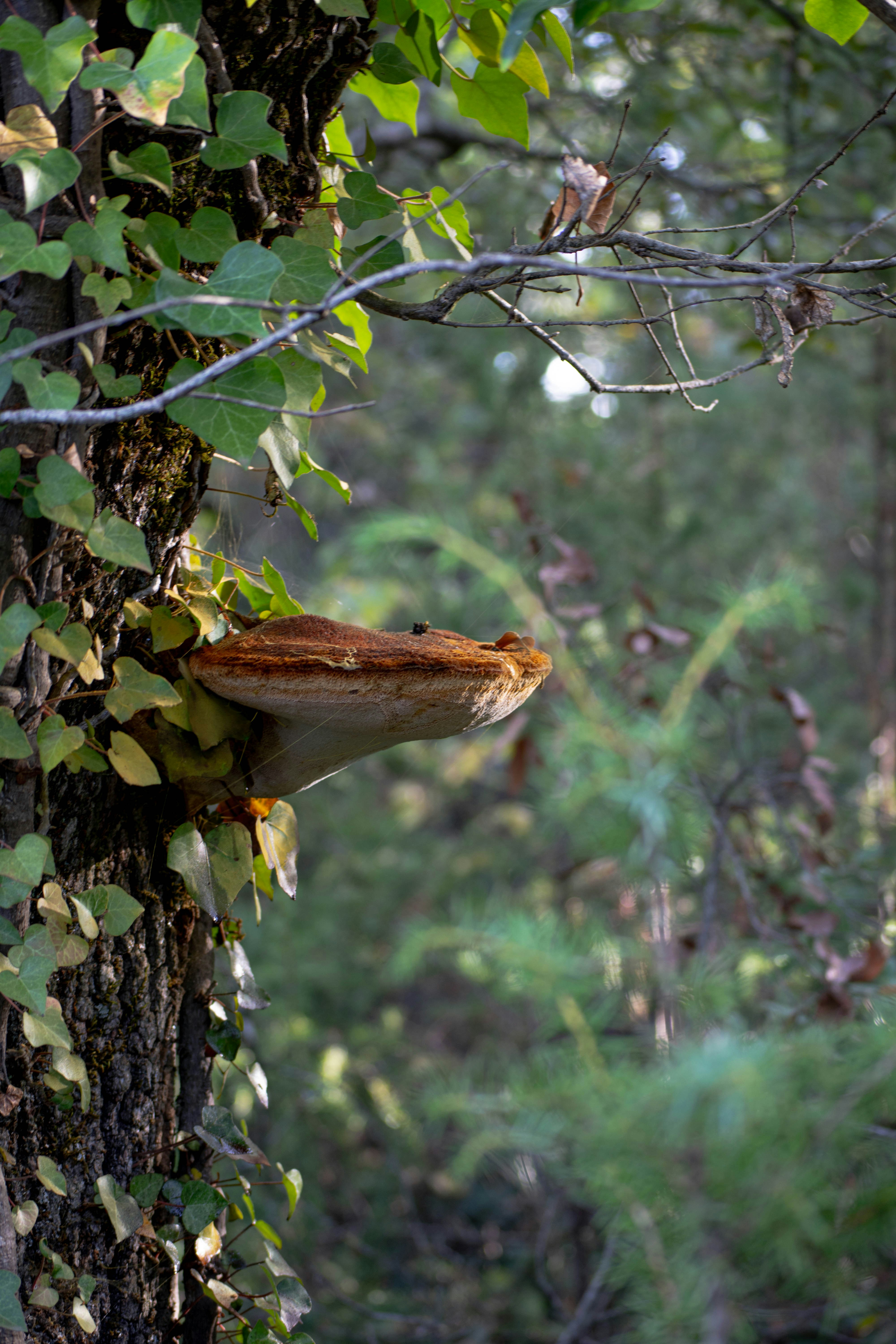 Bracken-Rooted Shelf: A Shelf Fungus Clings to the Forest Trunk