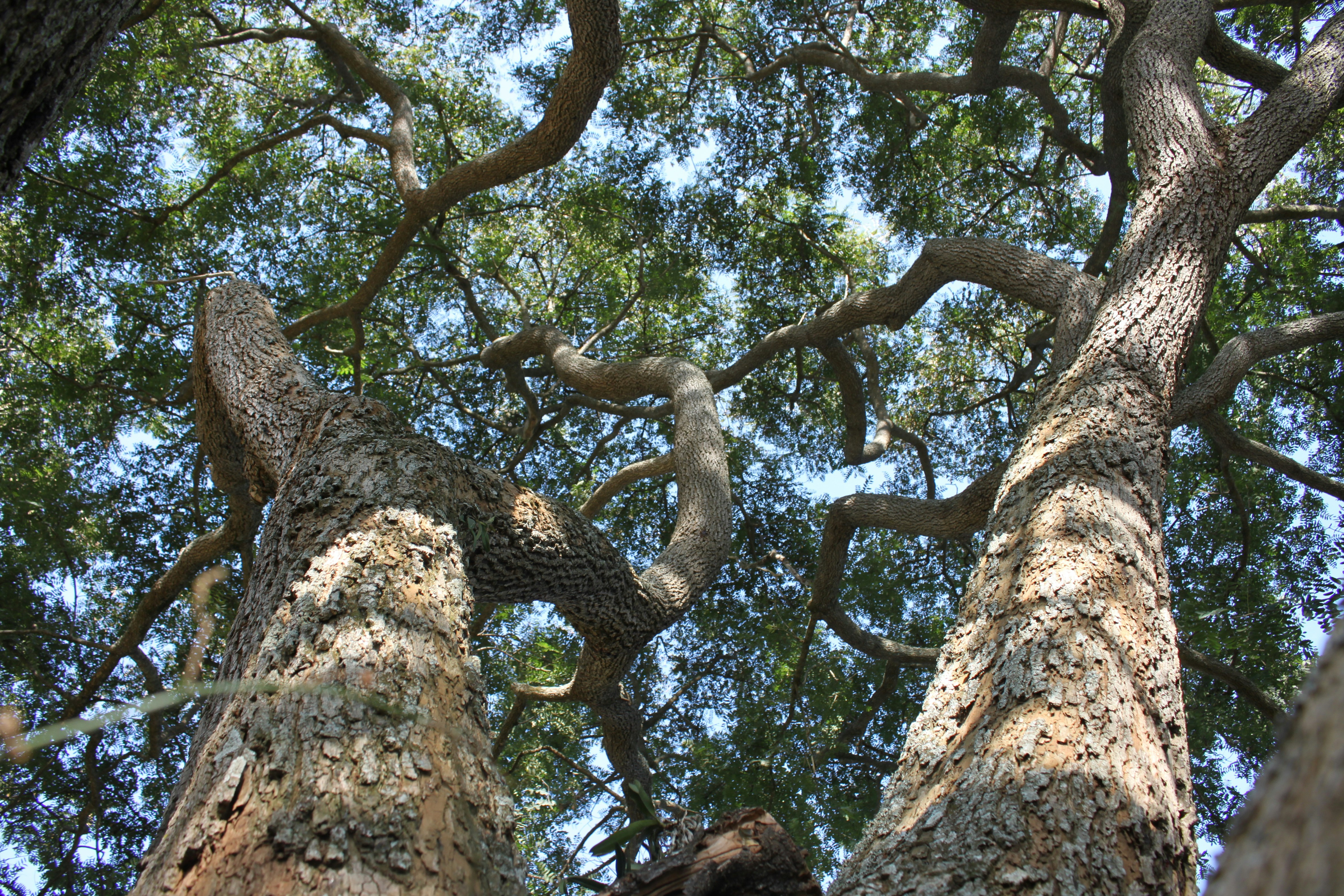 View from below two towering trees, showcasing their intricate branches and lush green leaves against a clear sky.