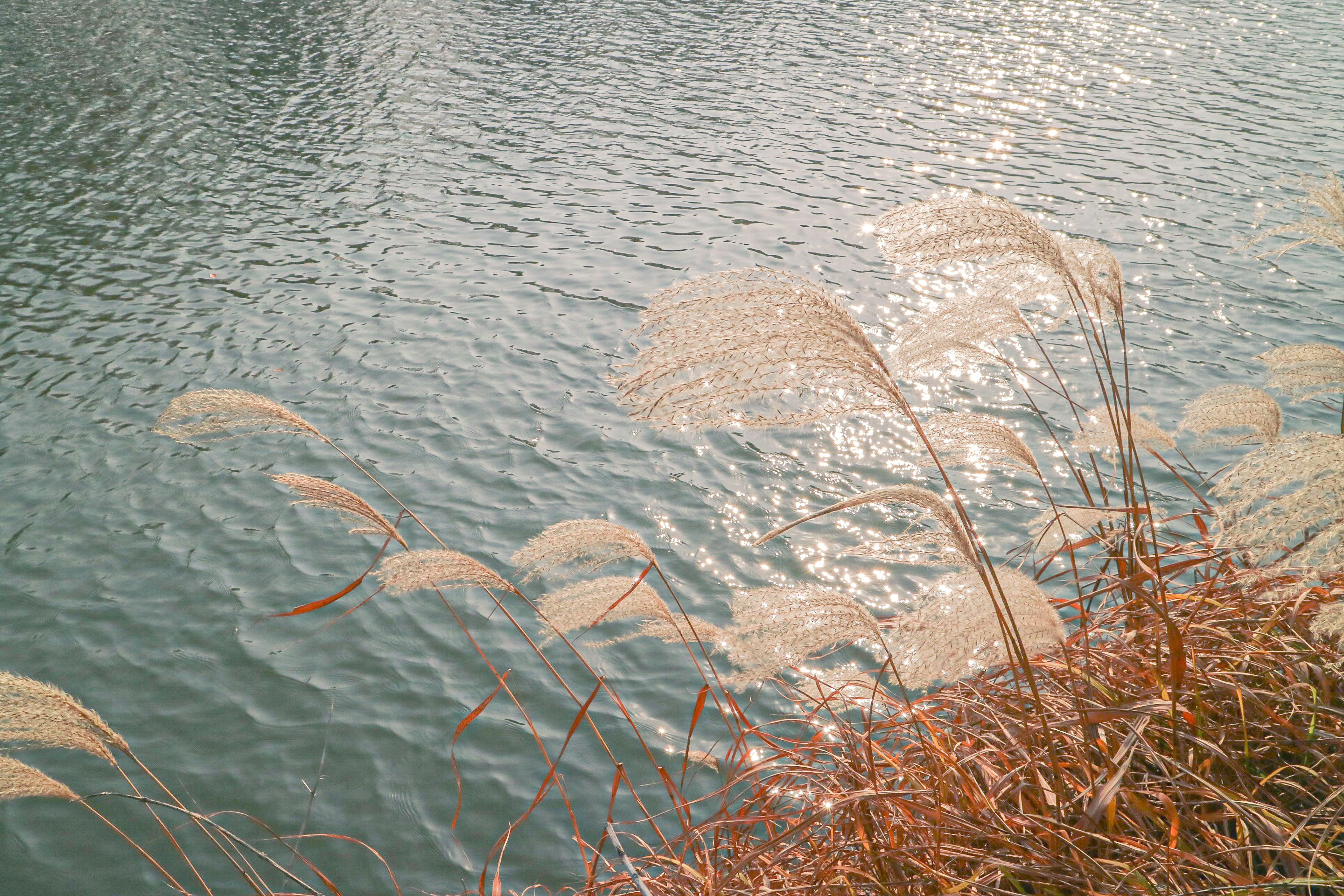 Whispers of the Water's Edge