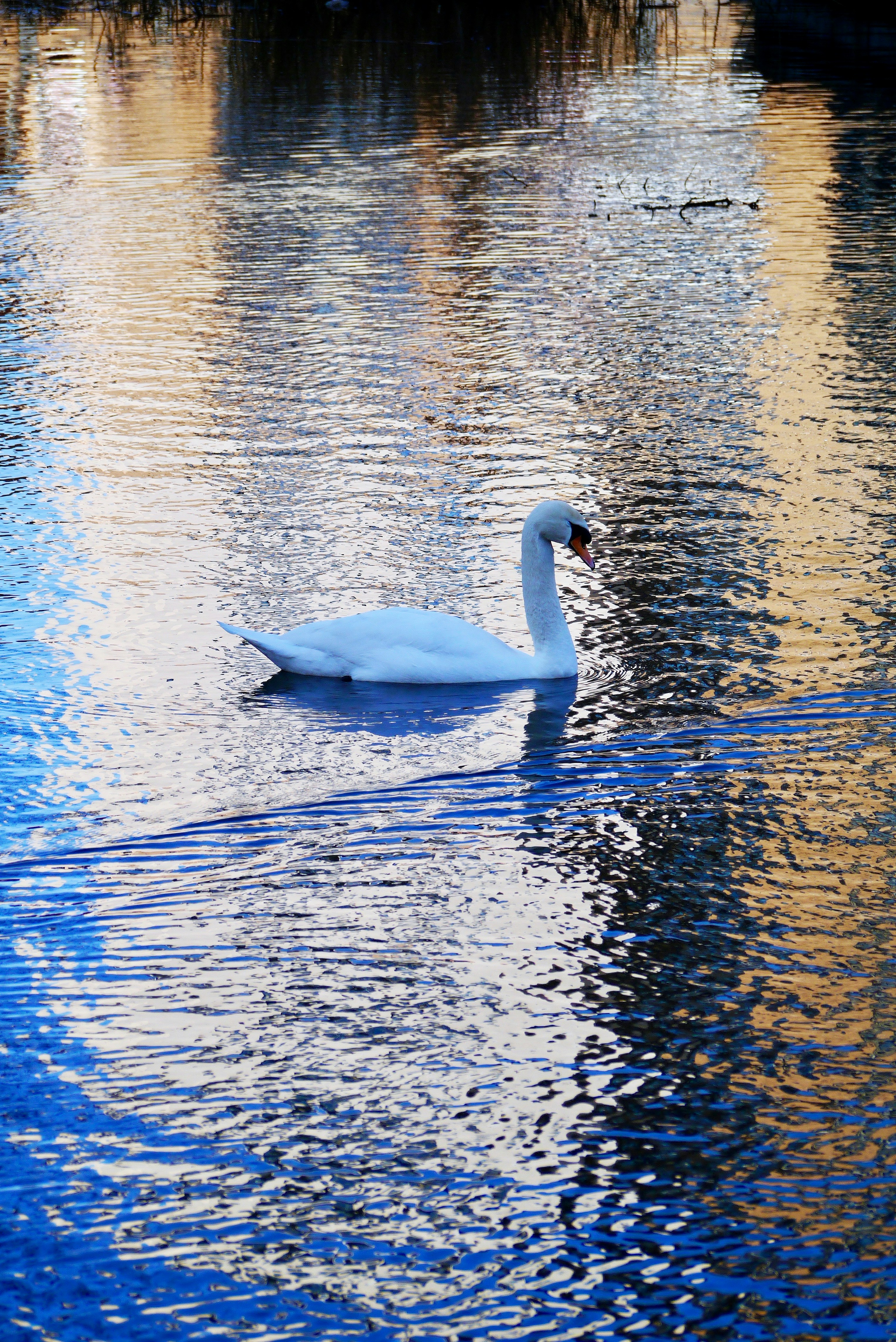 A graceful swan gliding across a shimmering water surface, reflecting hues of blue and gold. The tranquil scene captures the essence of nature's beauty.