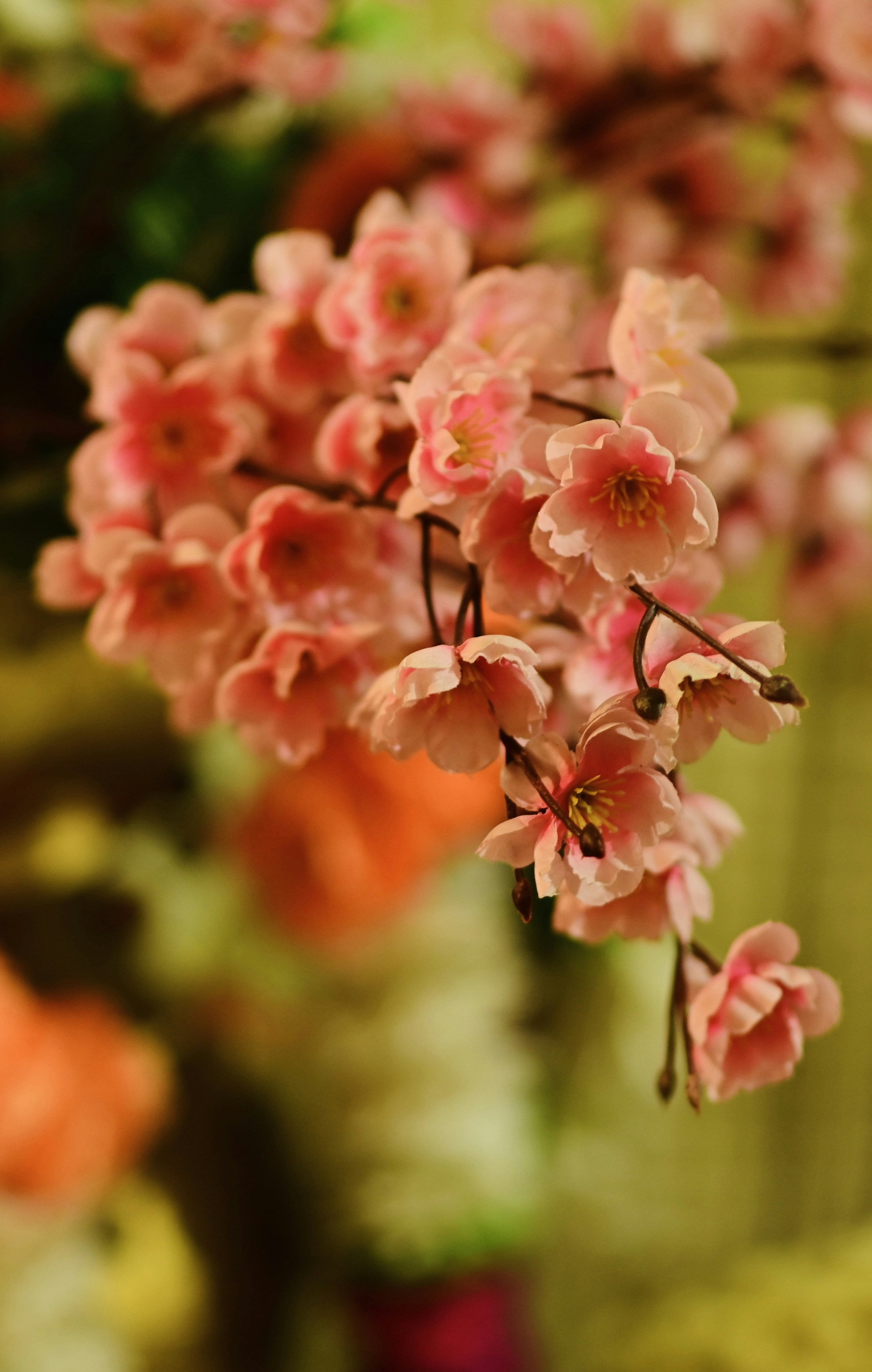 Blush Cherry Clusters in Soft Focus