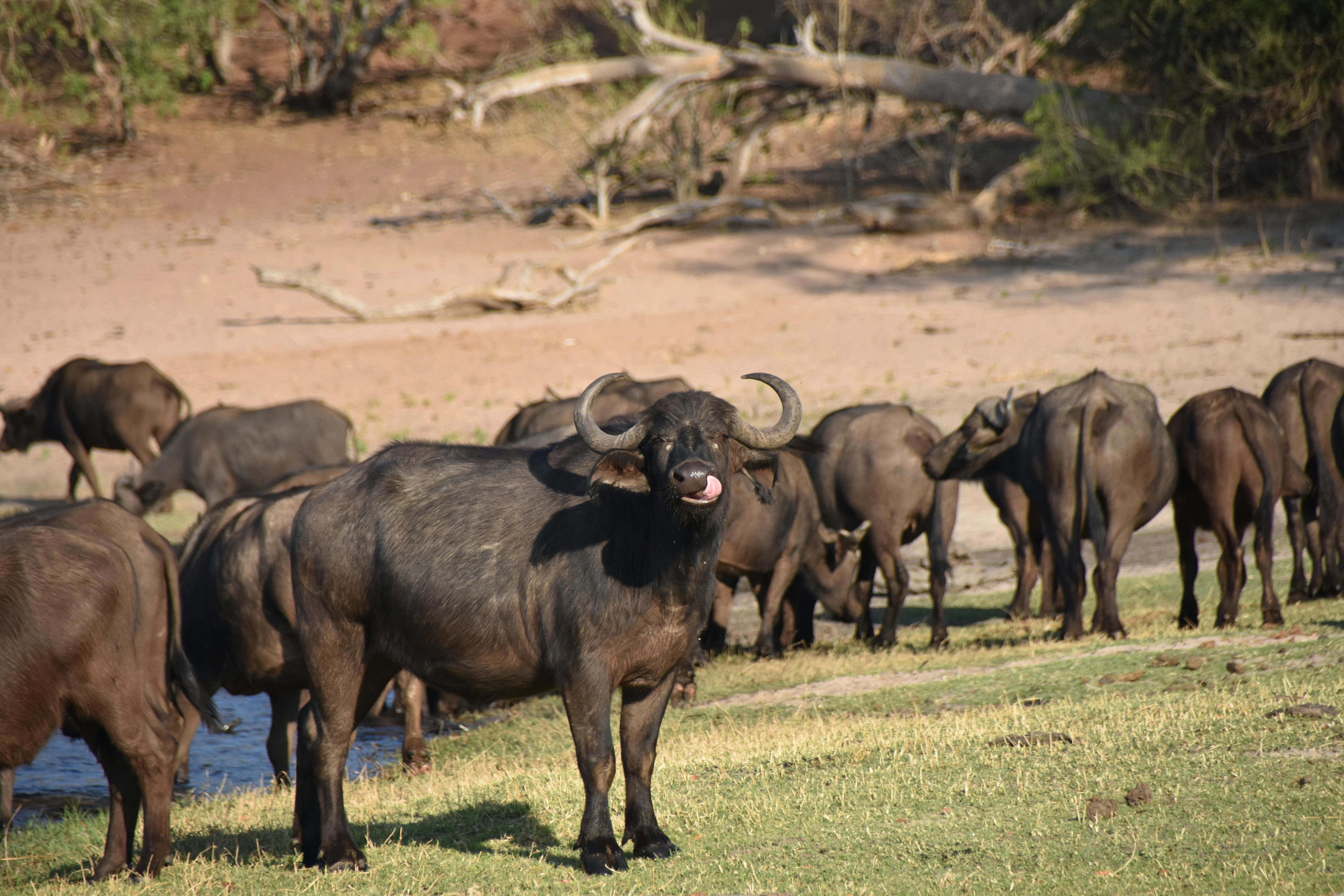 Serengeti Buffalo Gathering