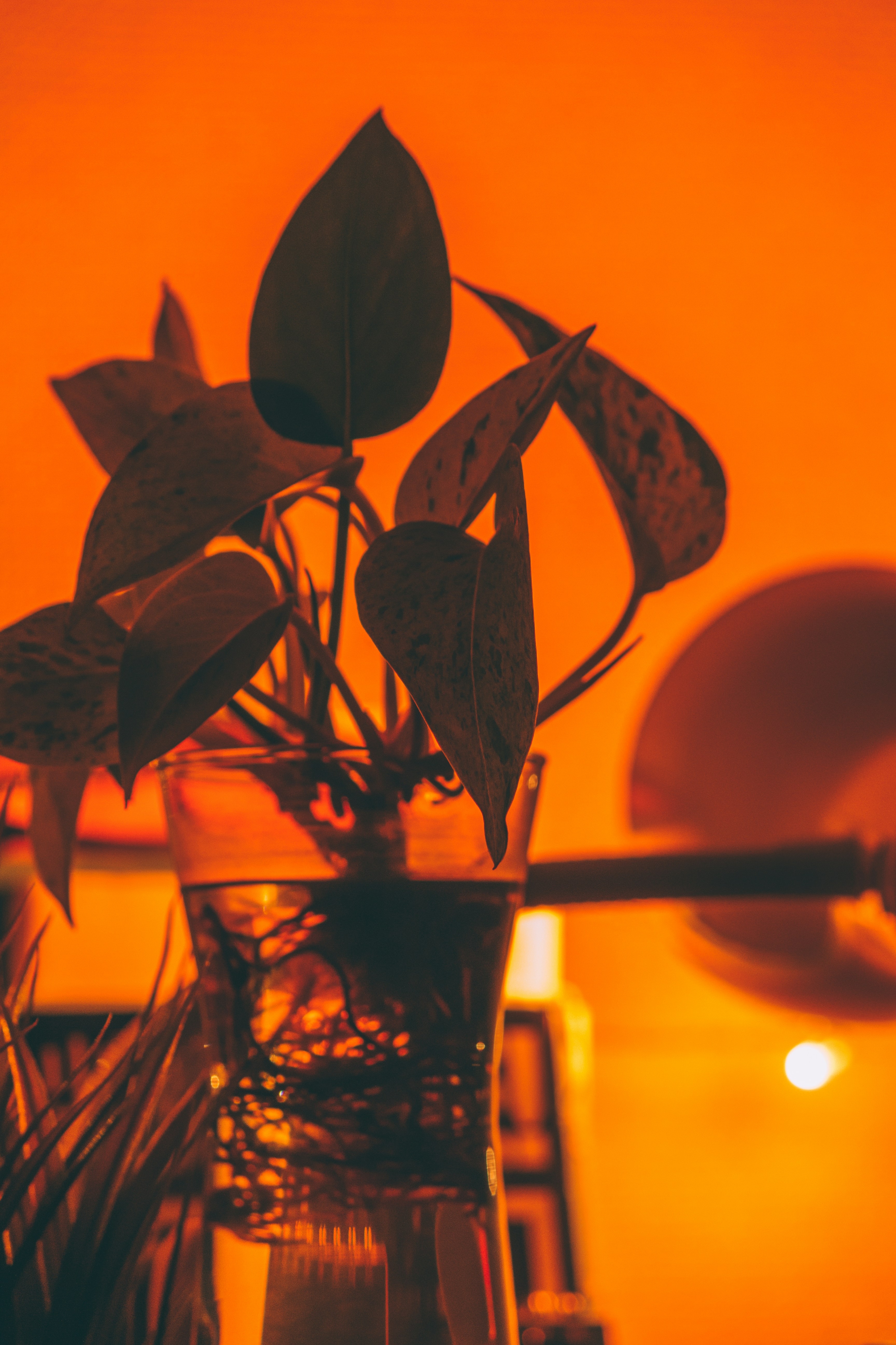 Amber Glow on the Glass: Foliage in a Backlit Vase