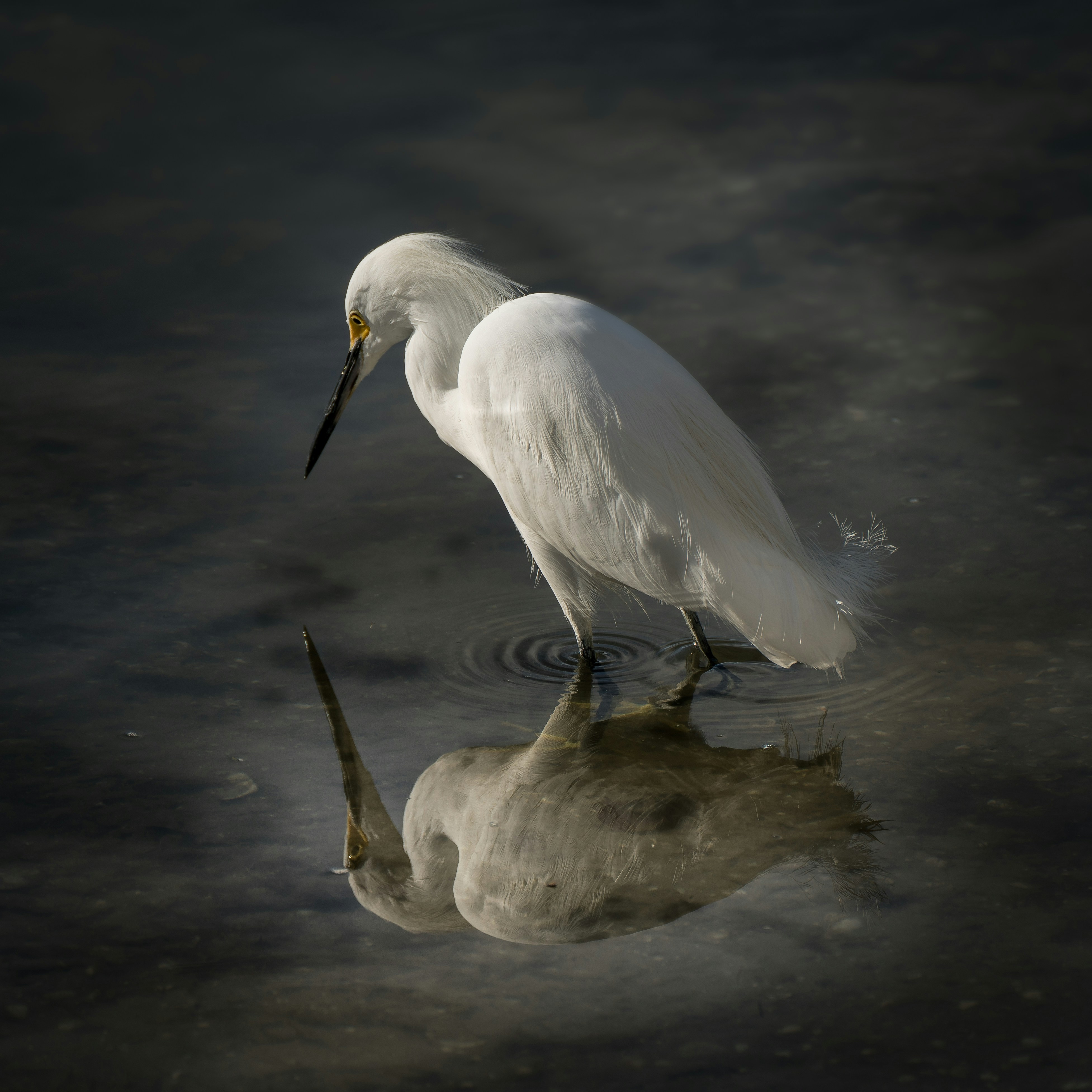 Reflected Silent Hunter: A White Heron in Still Waters