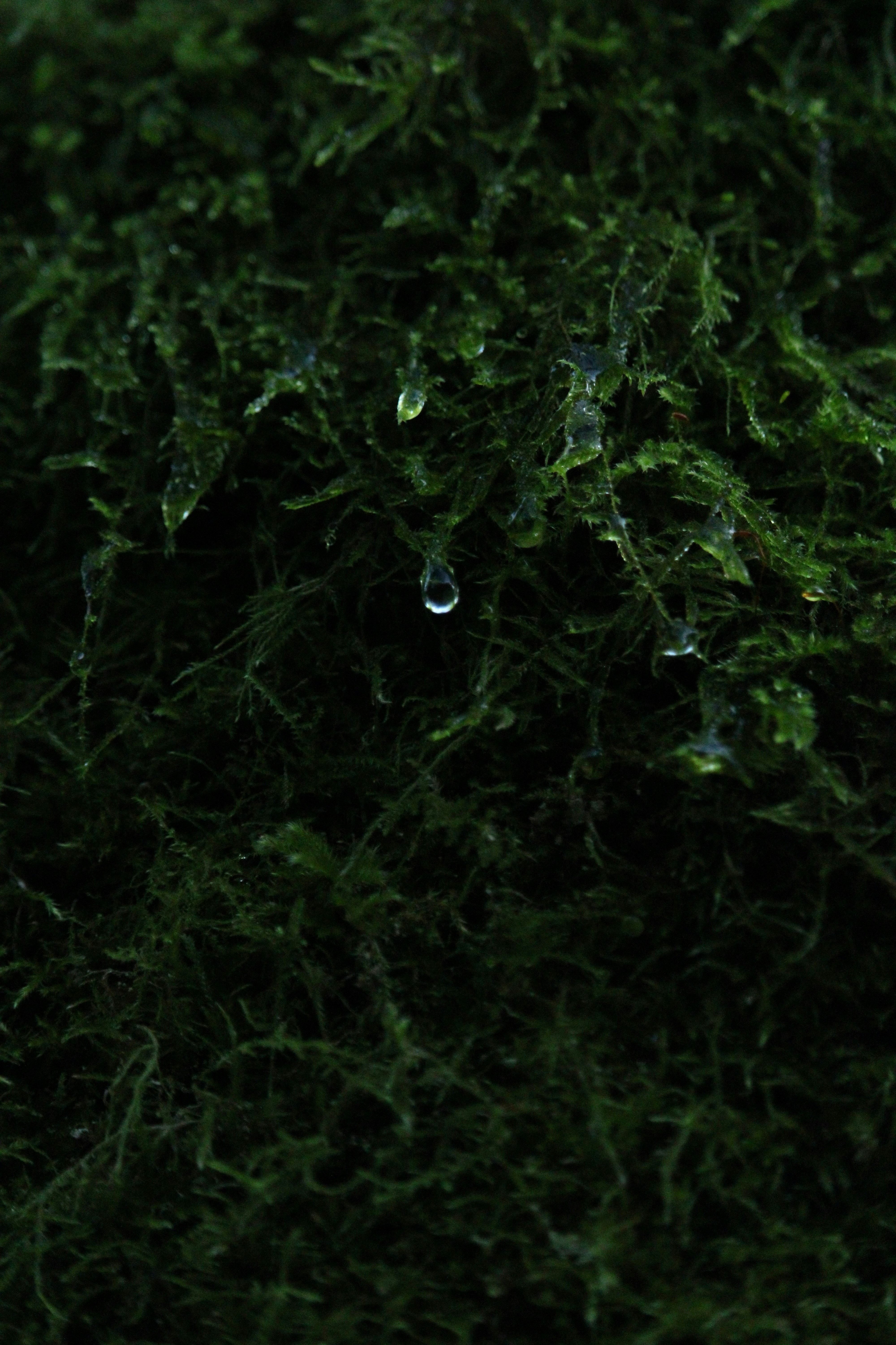 Dew-Kissed Moss at Dusk: Emerald Filaments and Glassy Orbs